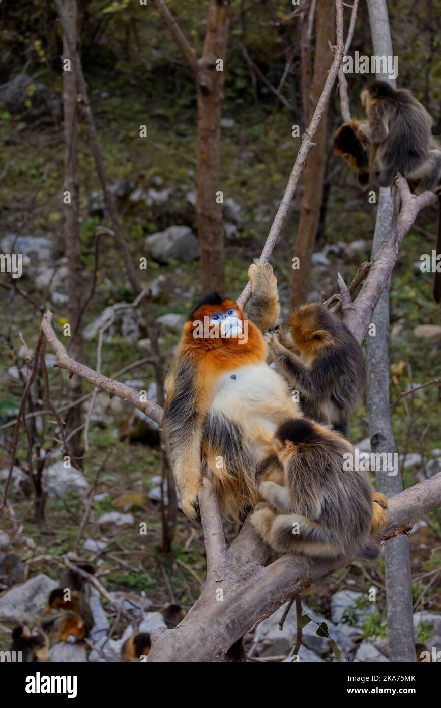 Golden monkeys foraging and playing in Baihe National Nature Reserve ...