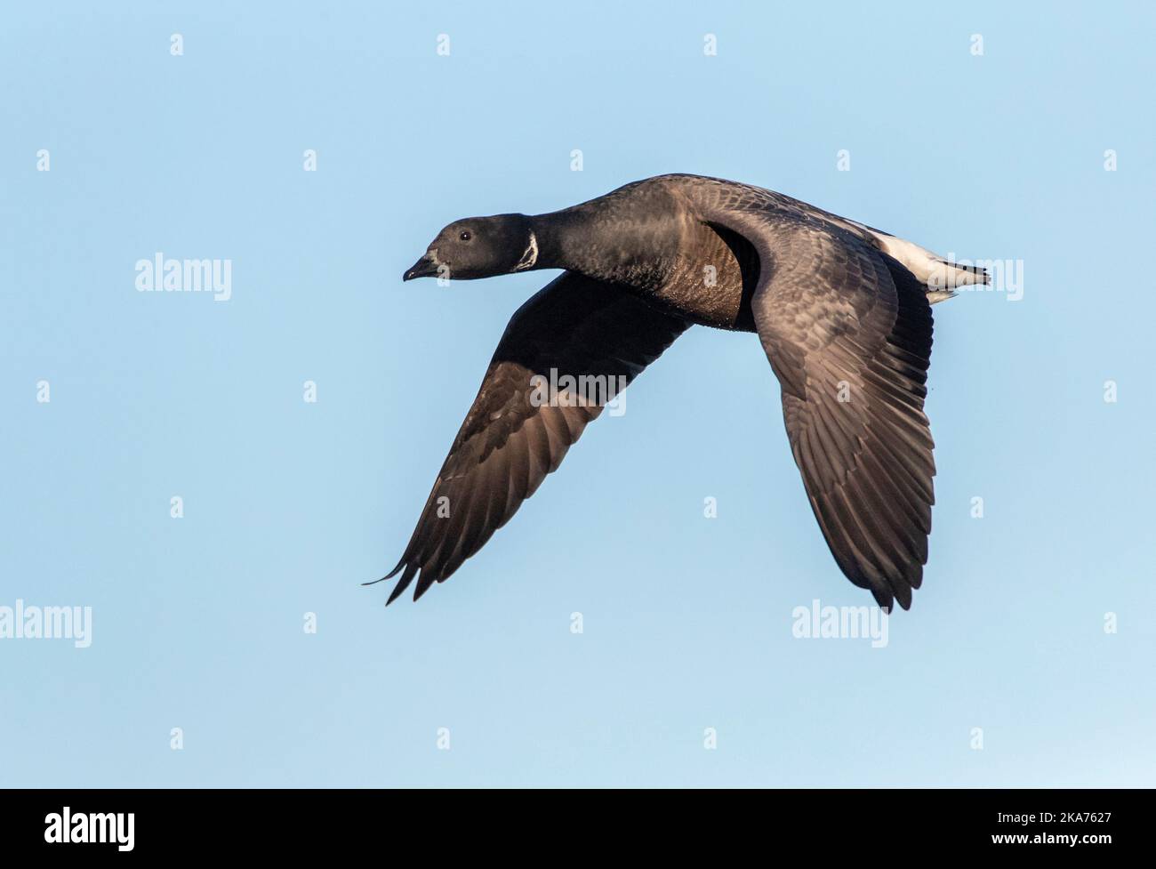 Wintering Dark-bellied Brent Goose (Branta bernicla bernicla) in ...