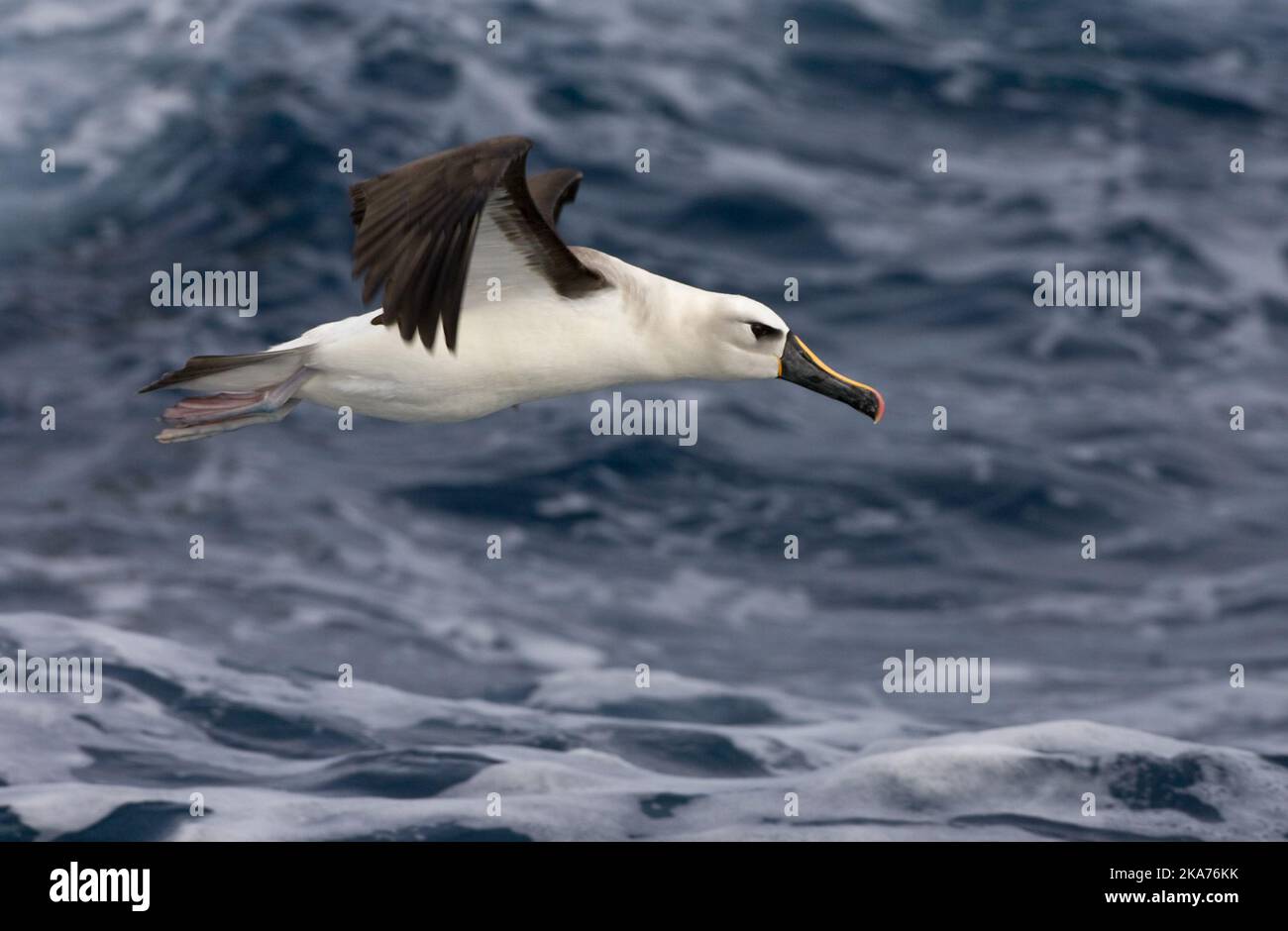 Adult Atlantic Yellow-nosed Albatross (Thalassarche chlororhynchos ...