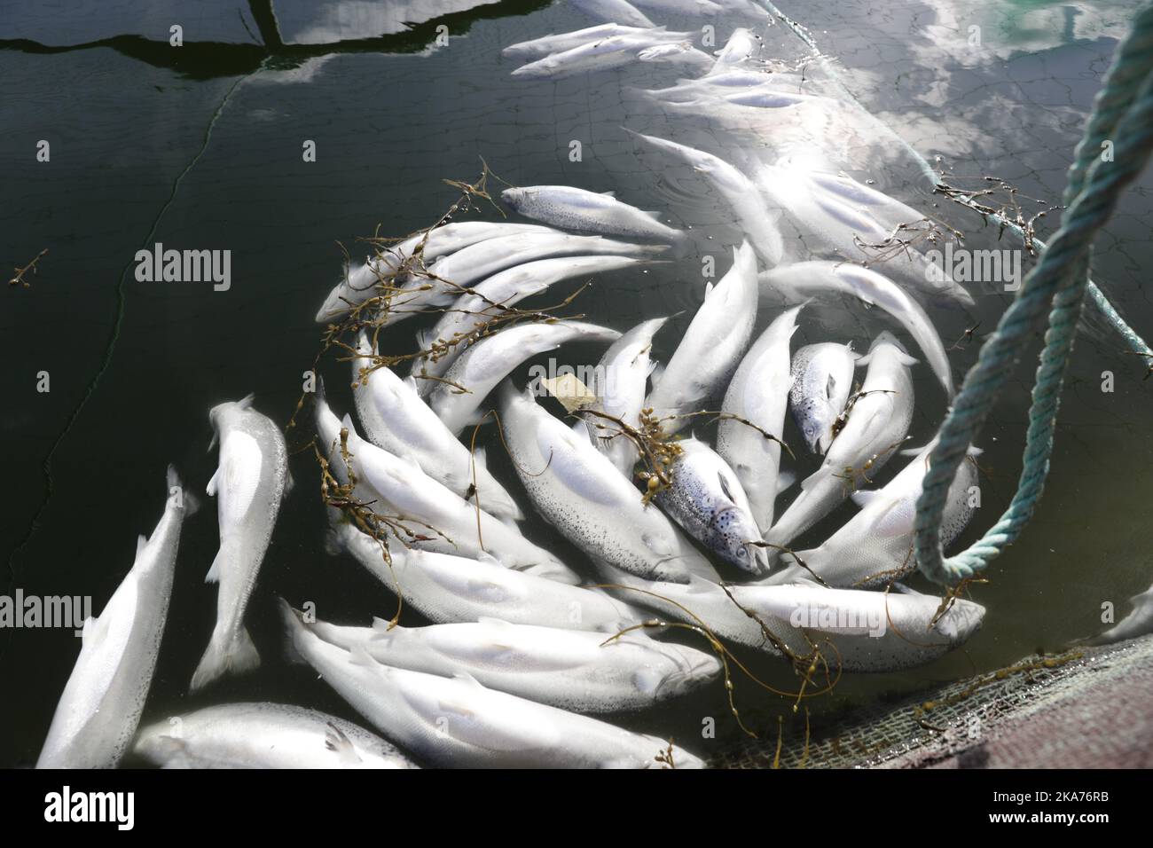 Dead Salmon in a fish farm in Lofoten, Norway, May 27. In the past ...