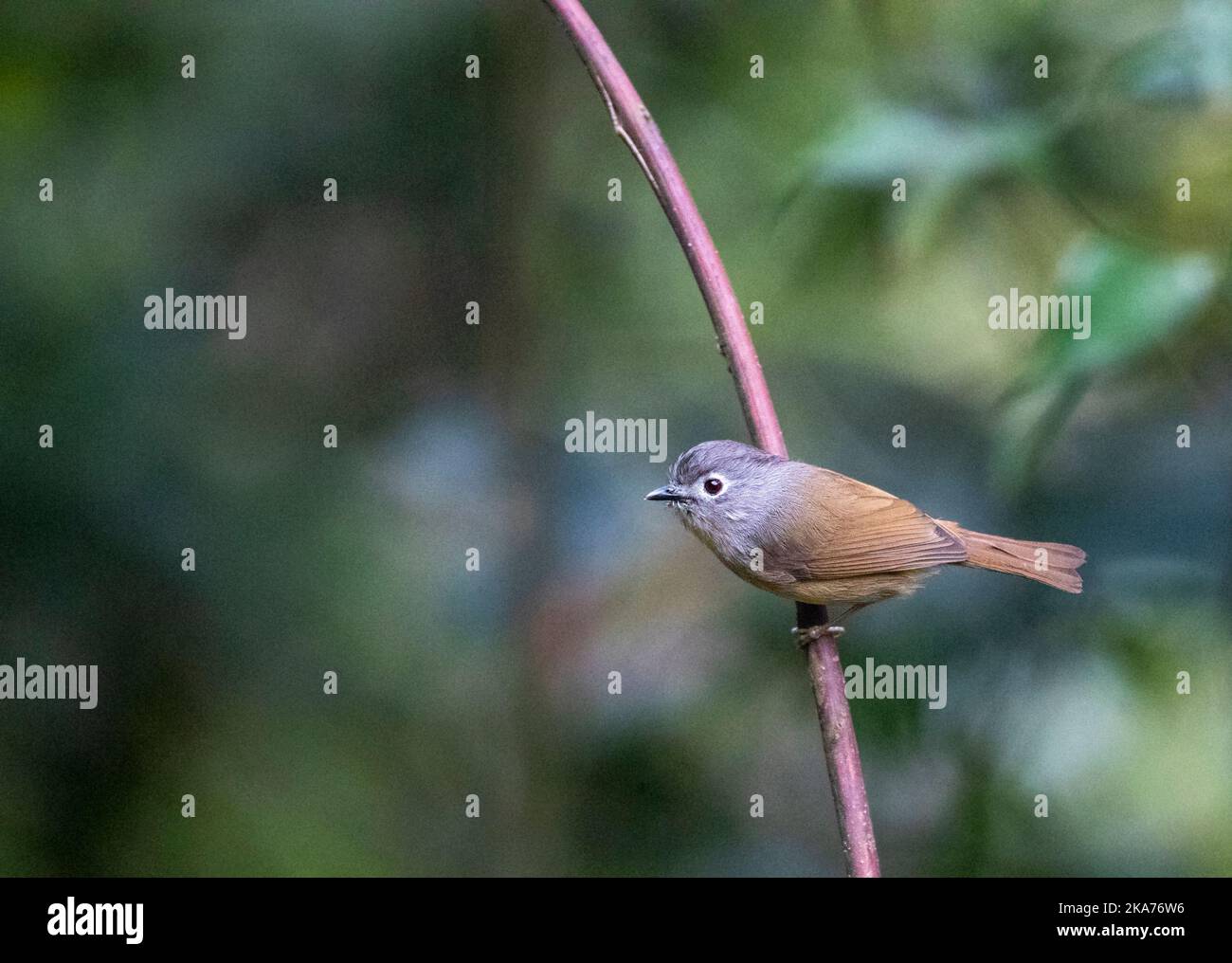 David's Fulvetta (Alcippe davidi schaefferi) in southern China, near ...
