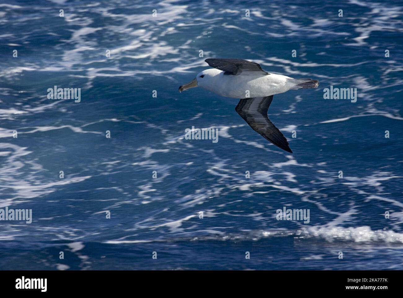 Immature Black-browed Albatross (Thalassarche melanophrys) flying above ...