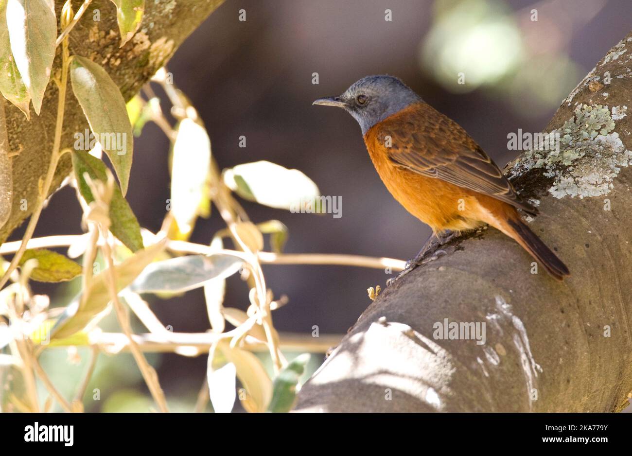 Male Cape Rock-thrush (Monticola rupestris) perched in a tree in South Africa Stock Photo - Alamy