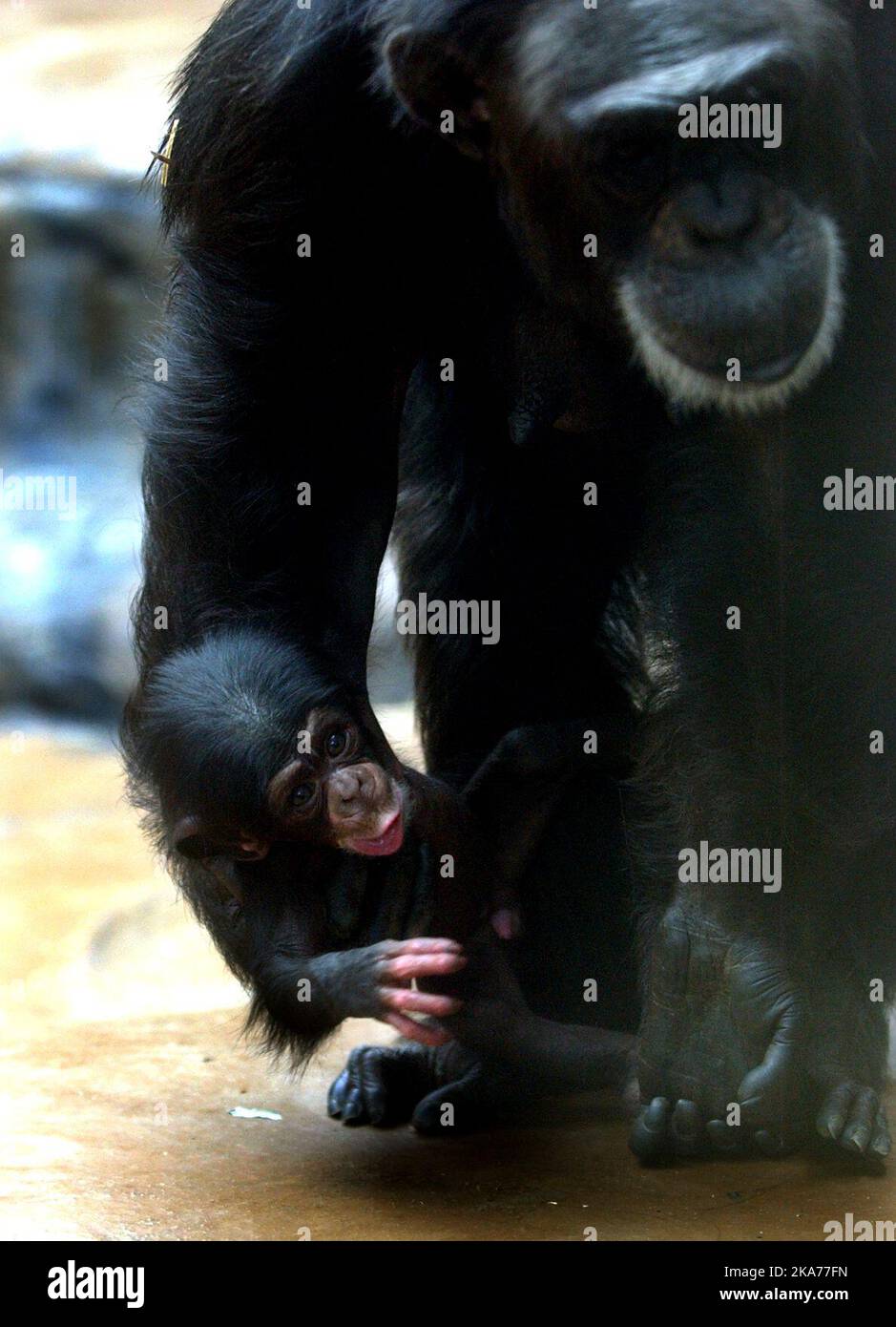 Bini, Julius' son Stock Photo - Alamy