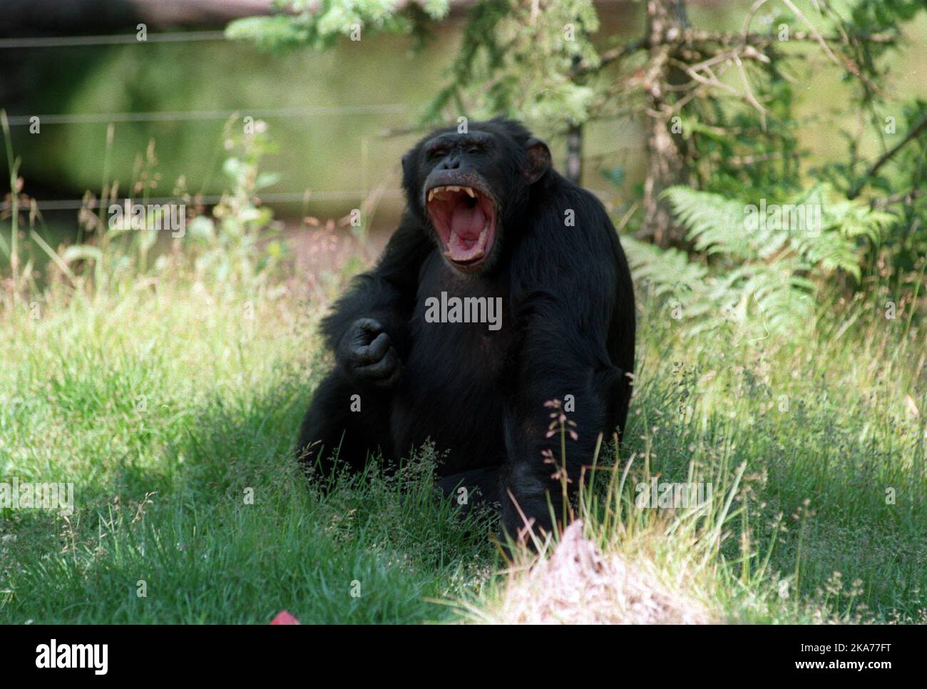 The chimpanzee Julius became seriously ill after a bottle of drugs was ...