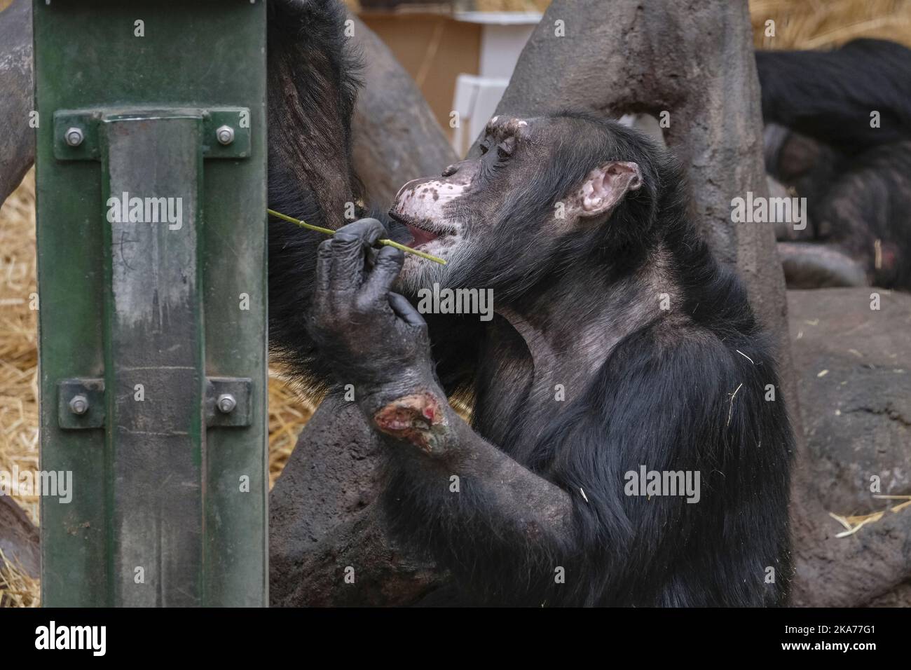 The chimpanzee Julius became seriously ill after a bottle of drugs was ...
