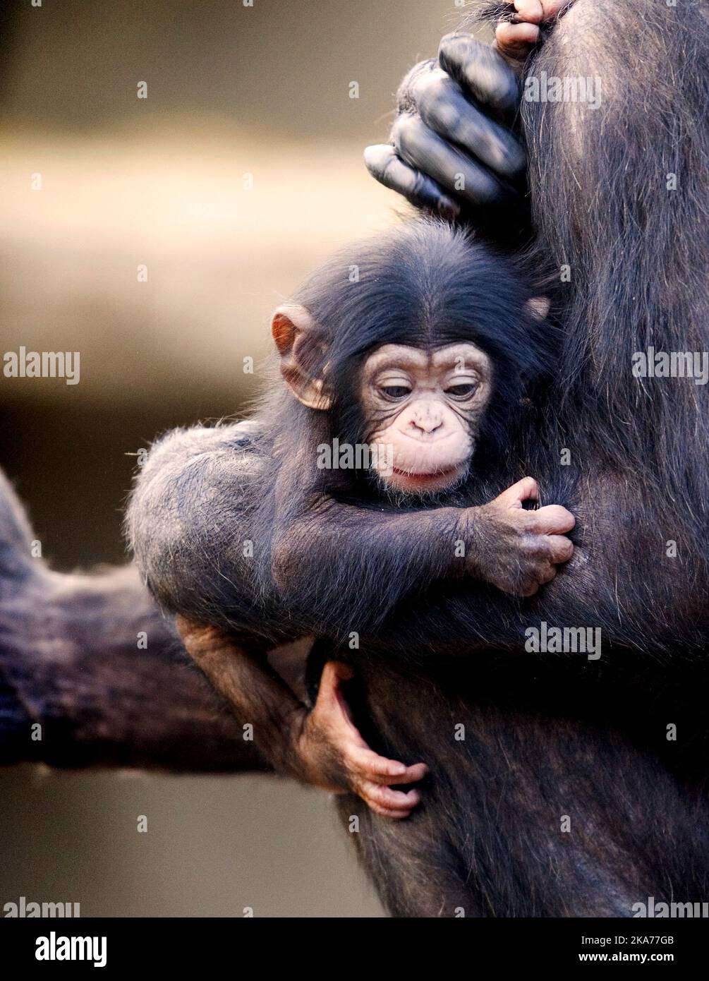 Mini dre hi-res stock photography and images - Alamy