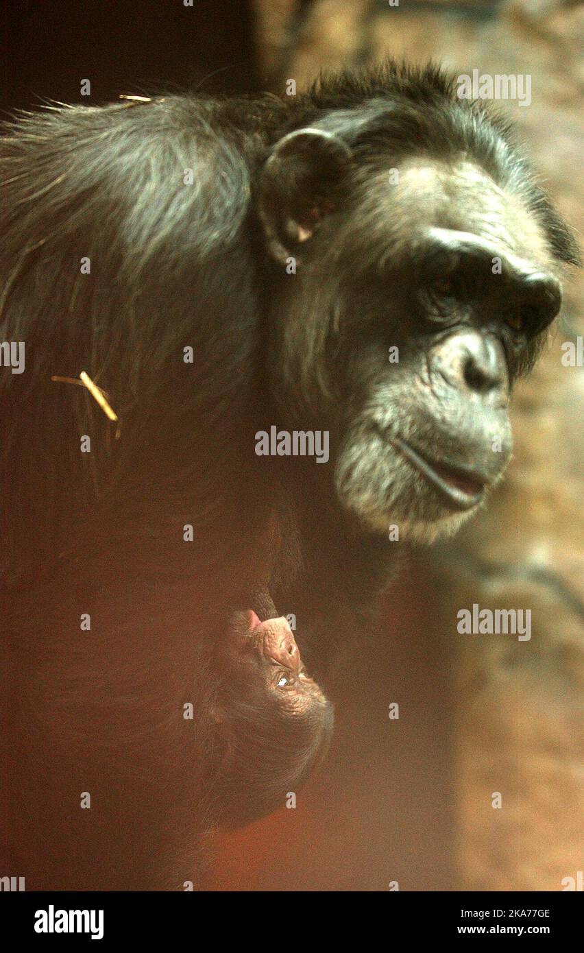 Bini, Julius' son Stock Photo - Alamy