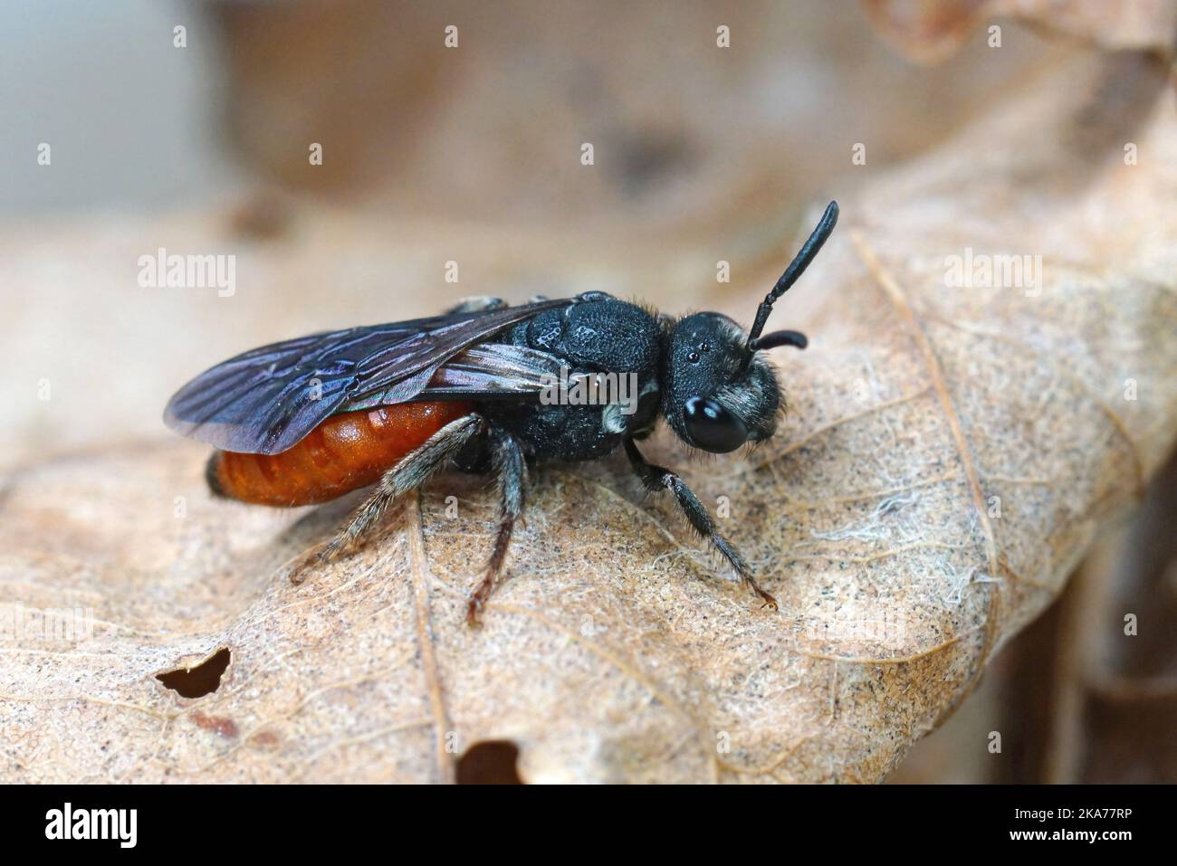 Giant blood bee hi-res stock photography and images - Alamy