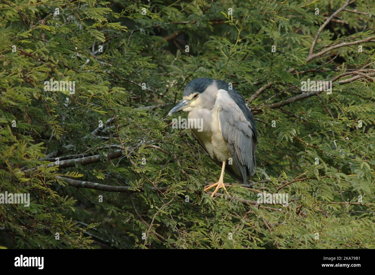 Black-crowned Night Heron adult perched; Kwak volwassen zittend Stock ...