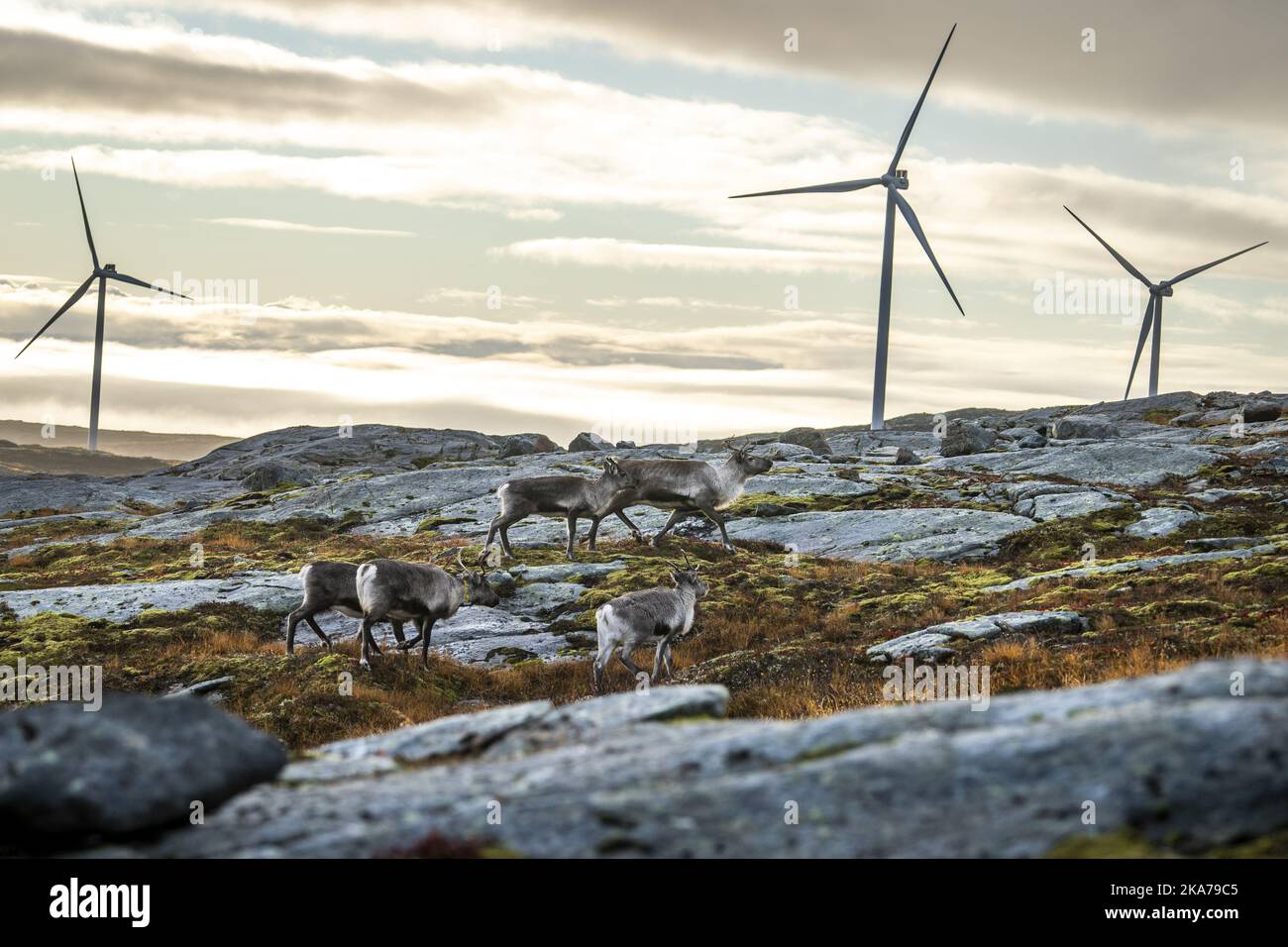 Aafjord Fosen, Noray 20201013. Reindeer roam around the wind turbines ...