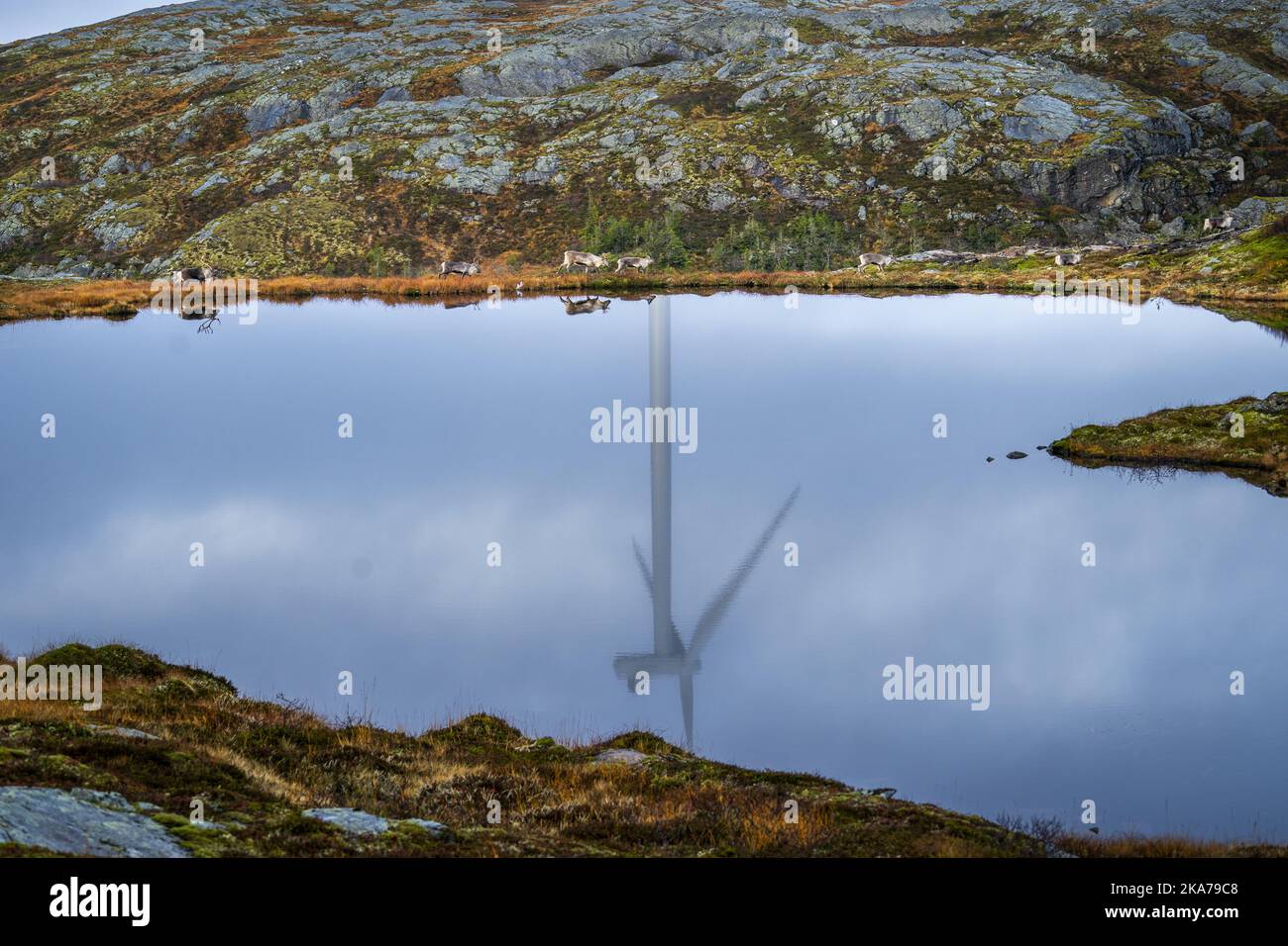 Aafjord Fosen, Norway 20201013. Reindeer roam around the wind turbines ...