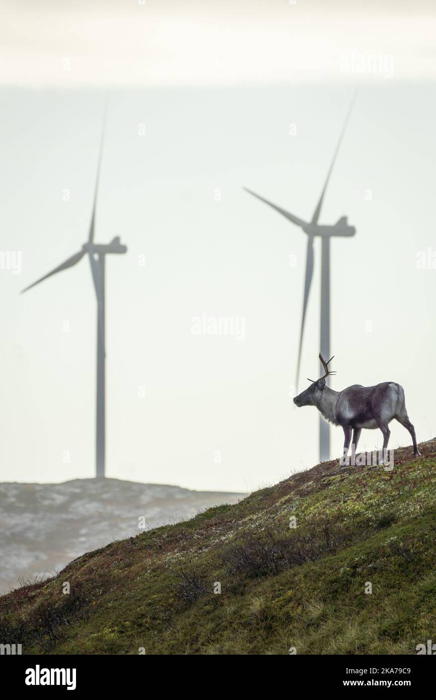 Aafjord Fosen, Norway 20201013. Reindeer roam around the wind turbines ...