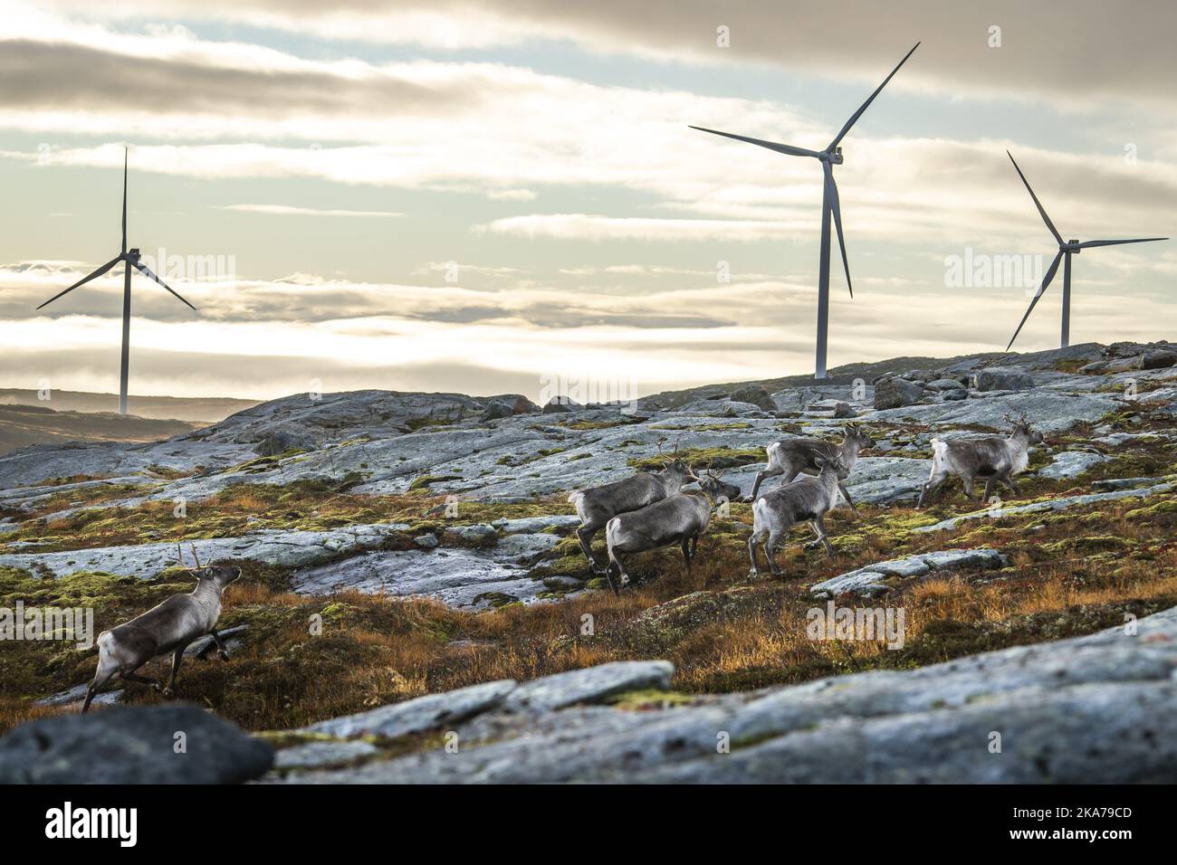 Aafjord Fosen, Noray 20201013. Reindeer roam around the wind turbines ...