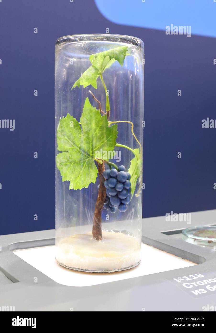 Plant growing in test tube hi-res stock photography and images - Alamy