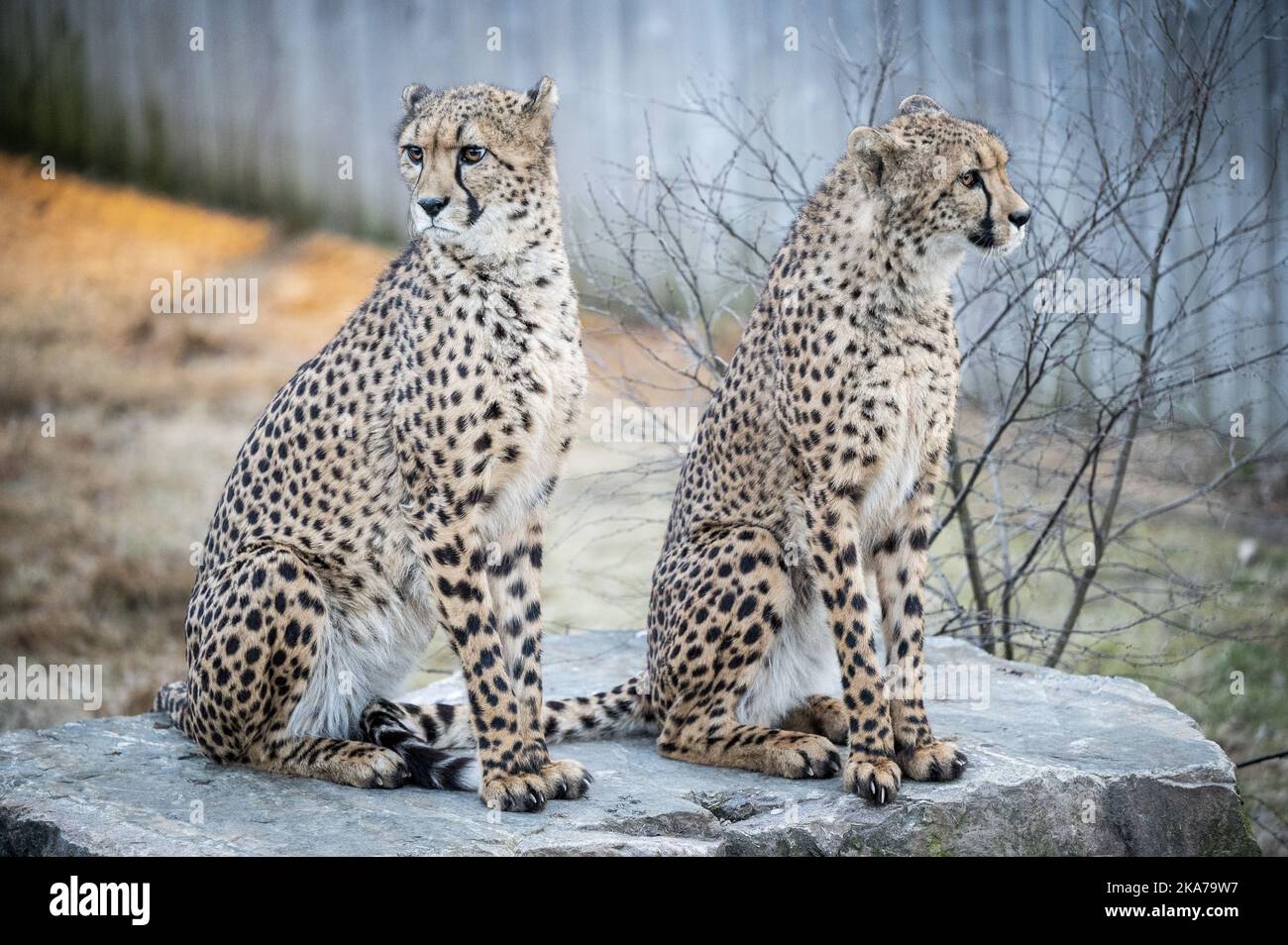 Dyreparken hi-res stock photography and images - Alamy