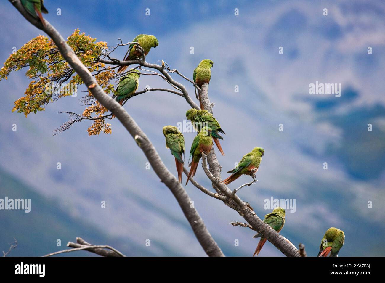 Magelhaenparkiet, Austral Parakeet, Enicognathus ferrugineus Stock ...