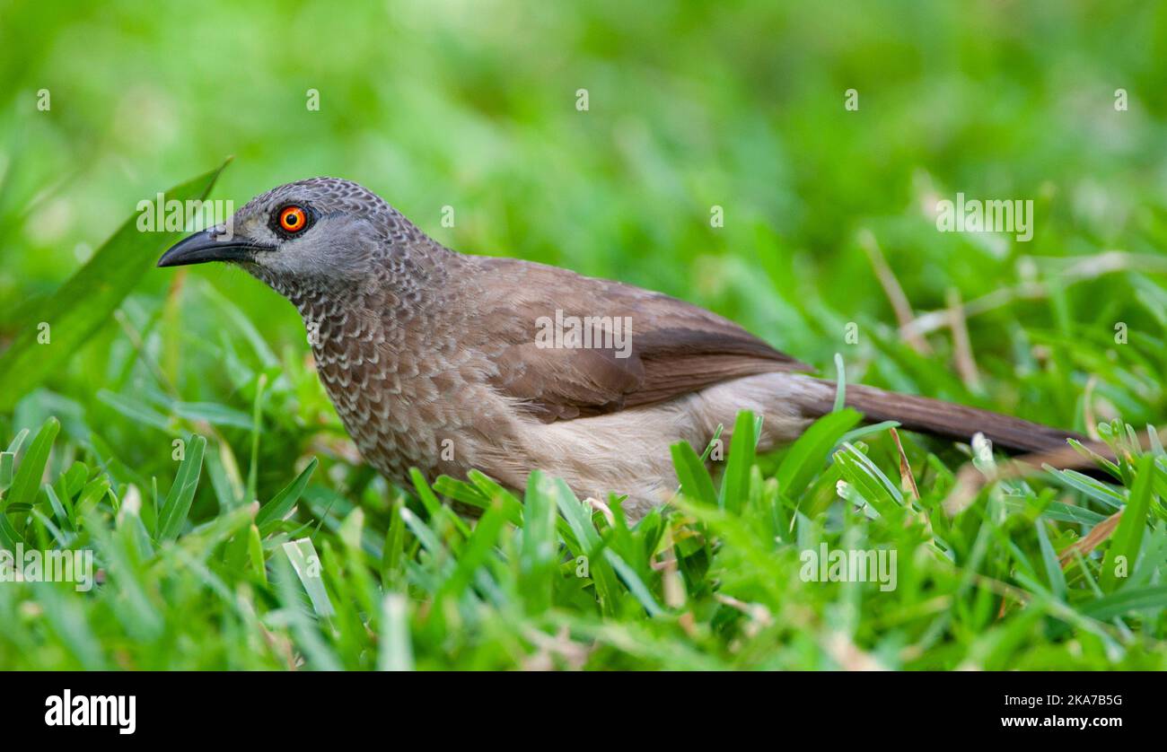 Brown Babbler (Turdoides plebejus) in the Gambia. Also known as the ...
