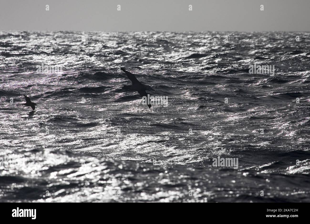 Snowy (Wandering) Albatross flying; Grote Albatros vliegend Stock Photo ...