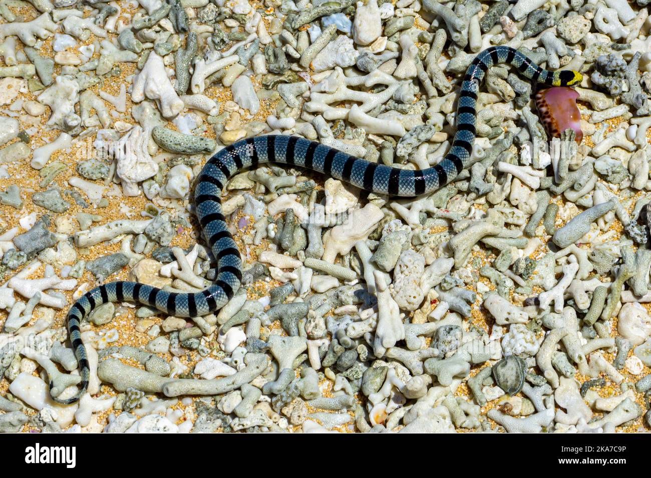 View from above of Banded sea krait, (Laticauda colubrina), on a coral ...
