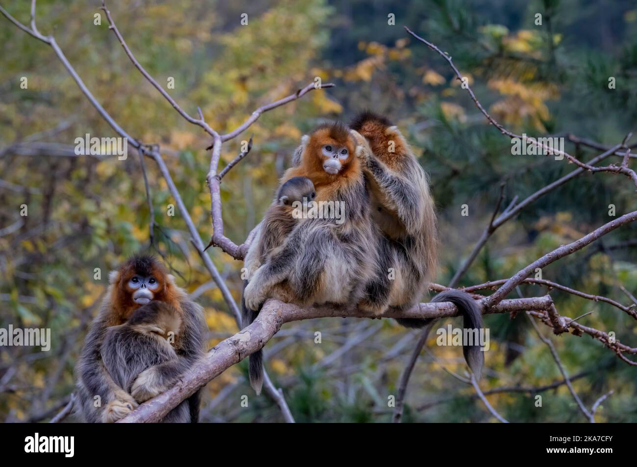 Golden monkeys foraging and playing in Baihe National Nature Reserve ...