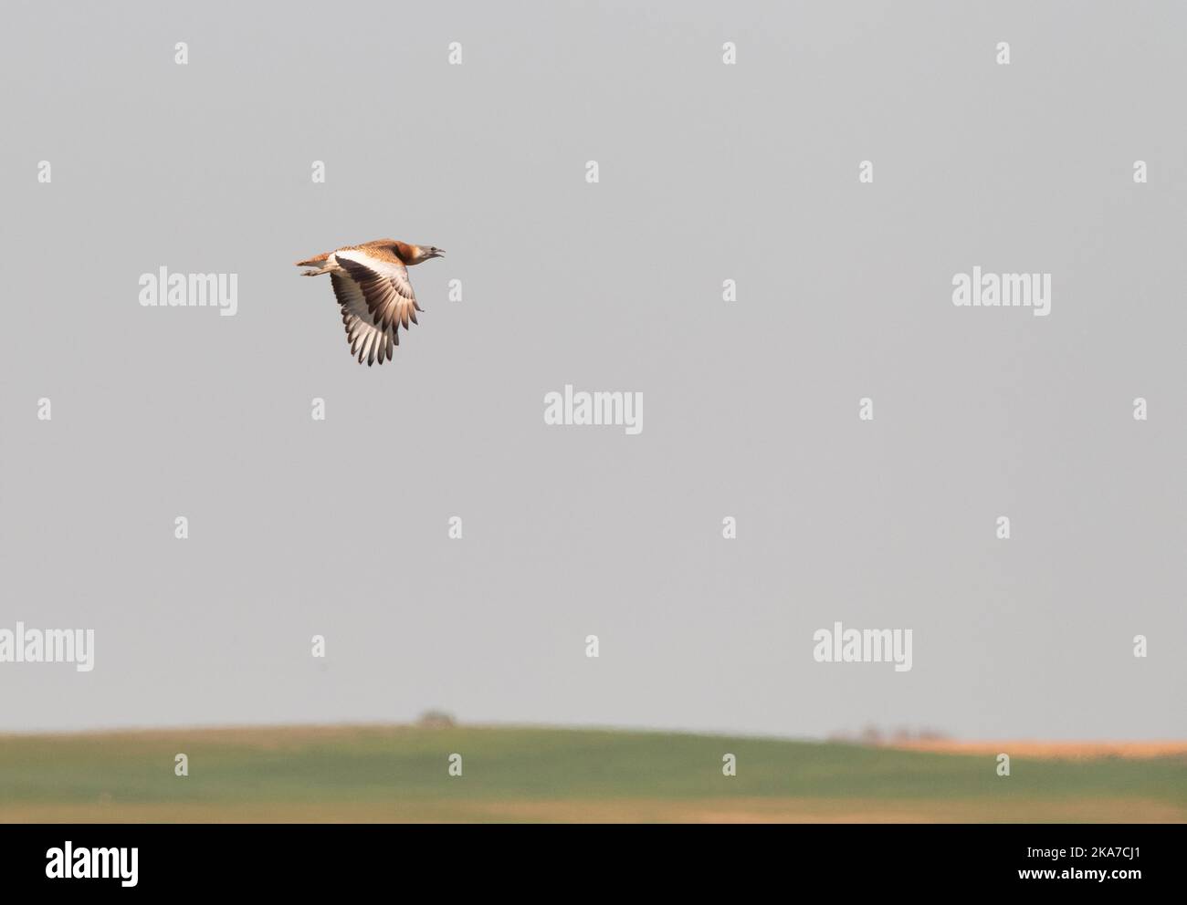 Big male Great Bustard (Otis tarda) in flight over Lagunas de ...