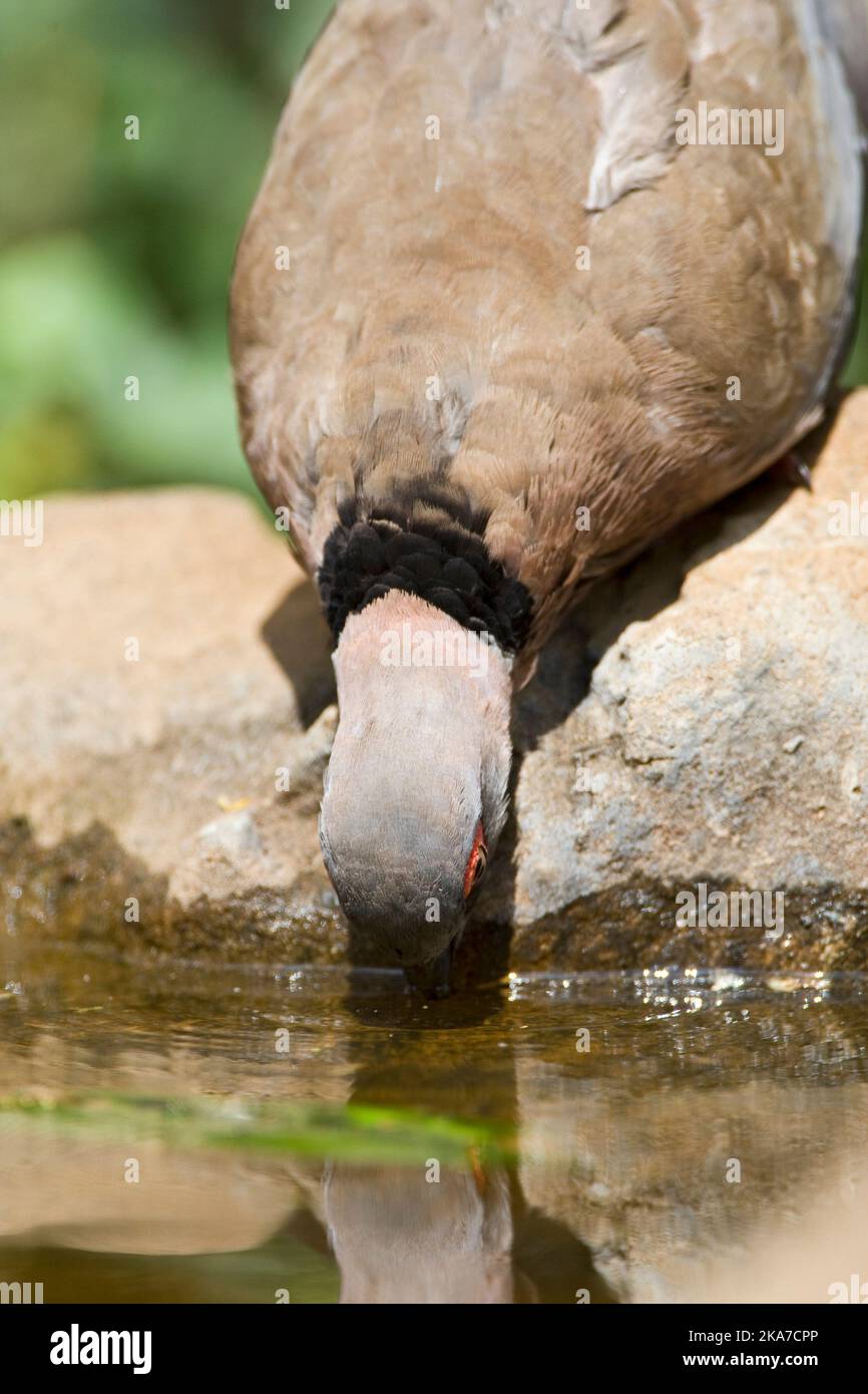 African Mourning Dove, Streptopelia decipiens, Streptopelia decipiens ...