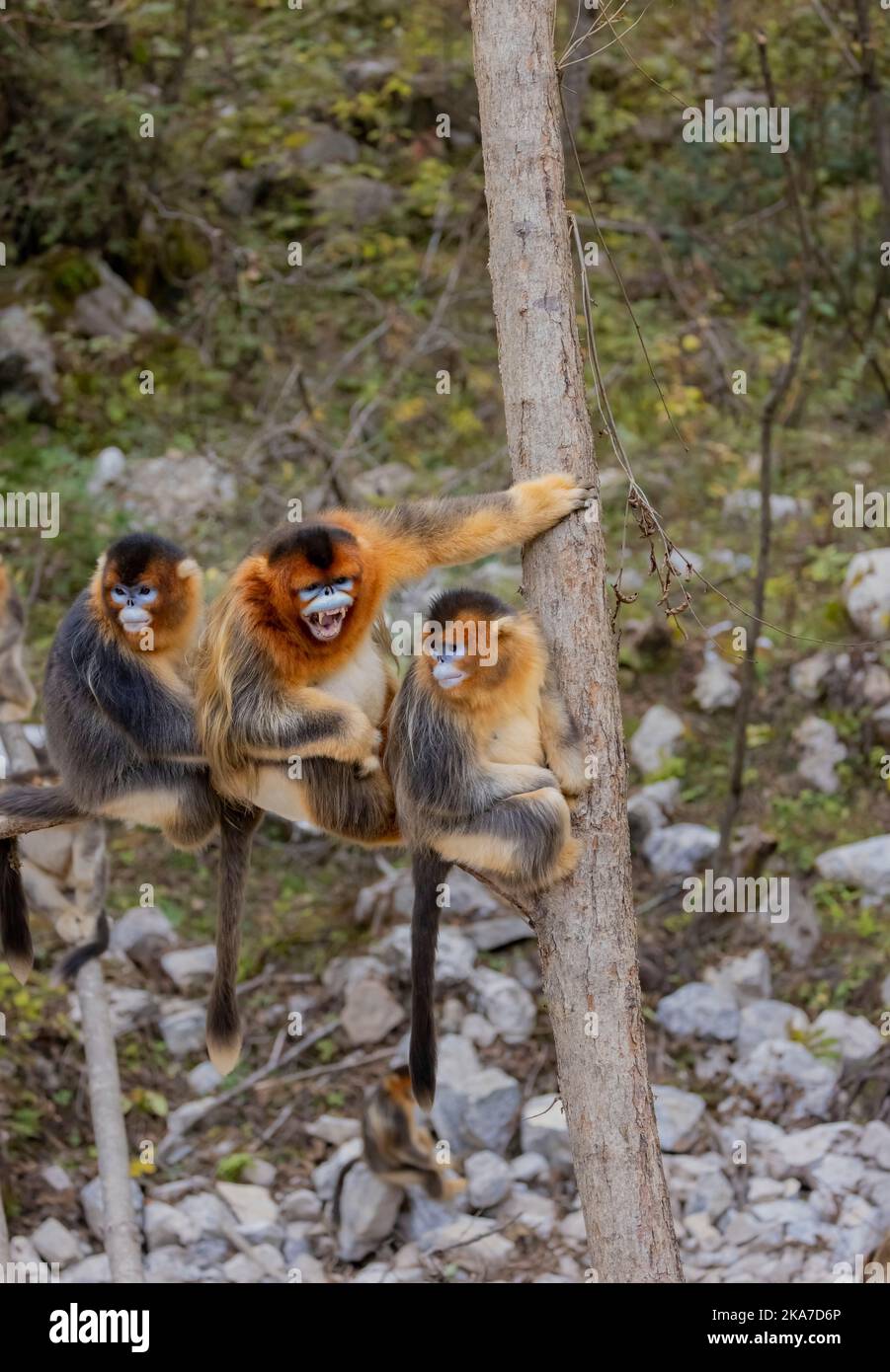 Golden monkeys foraging and playing in Baihe National Nature Reserve ...