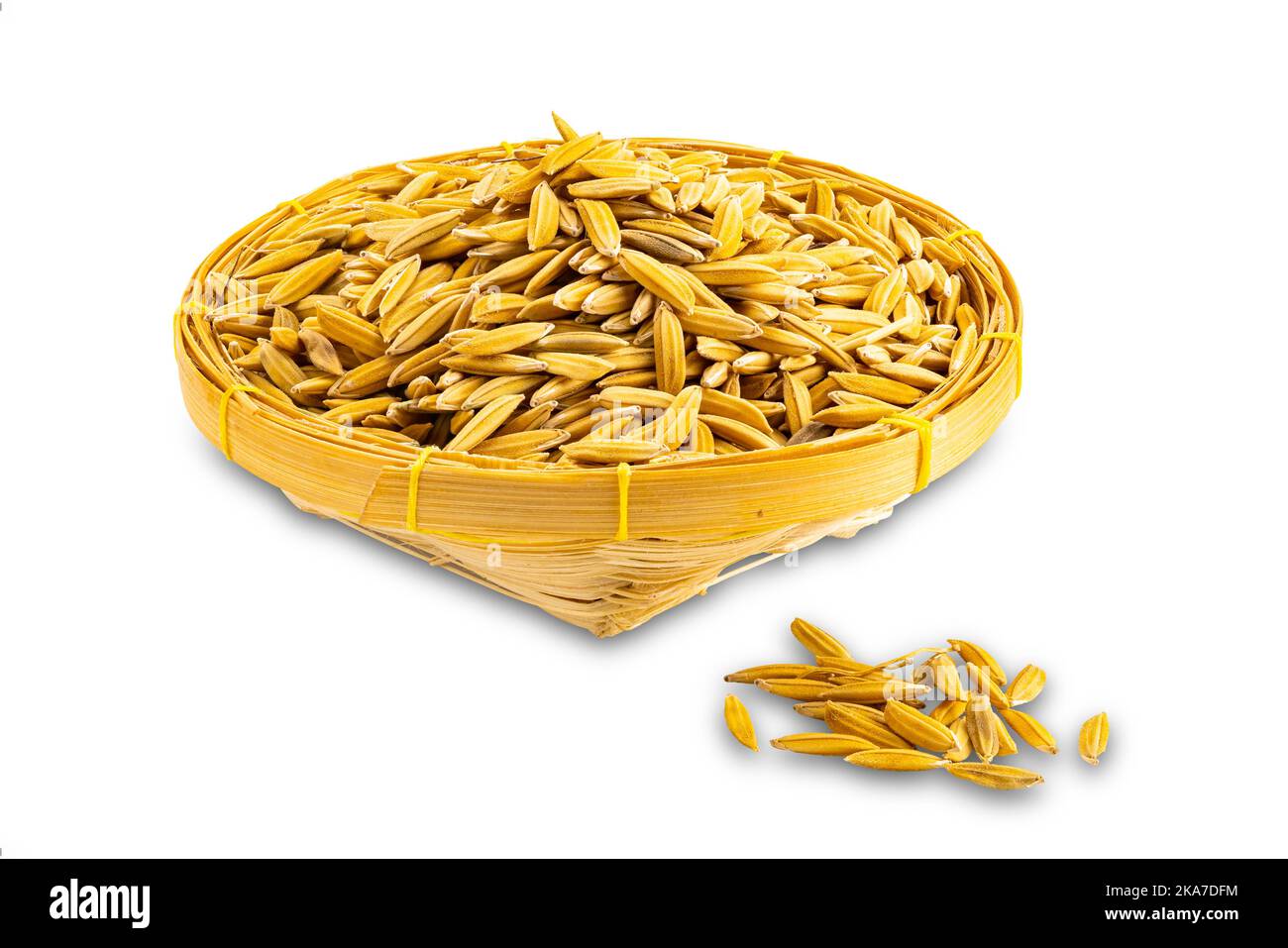 High angle view pile of dry freshly harvested golden color paddy ...