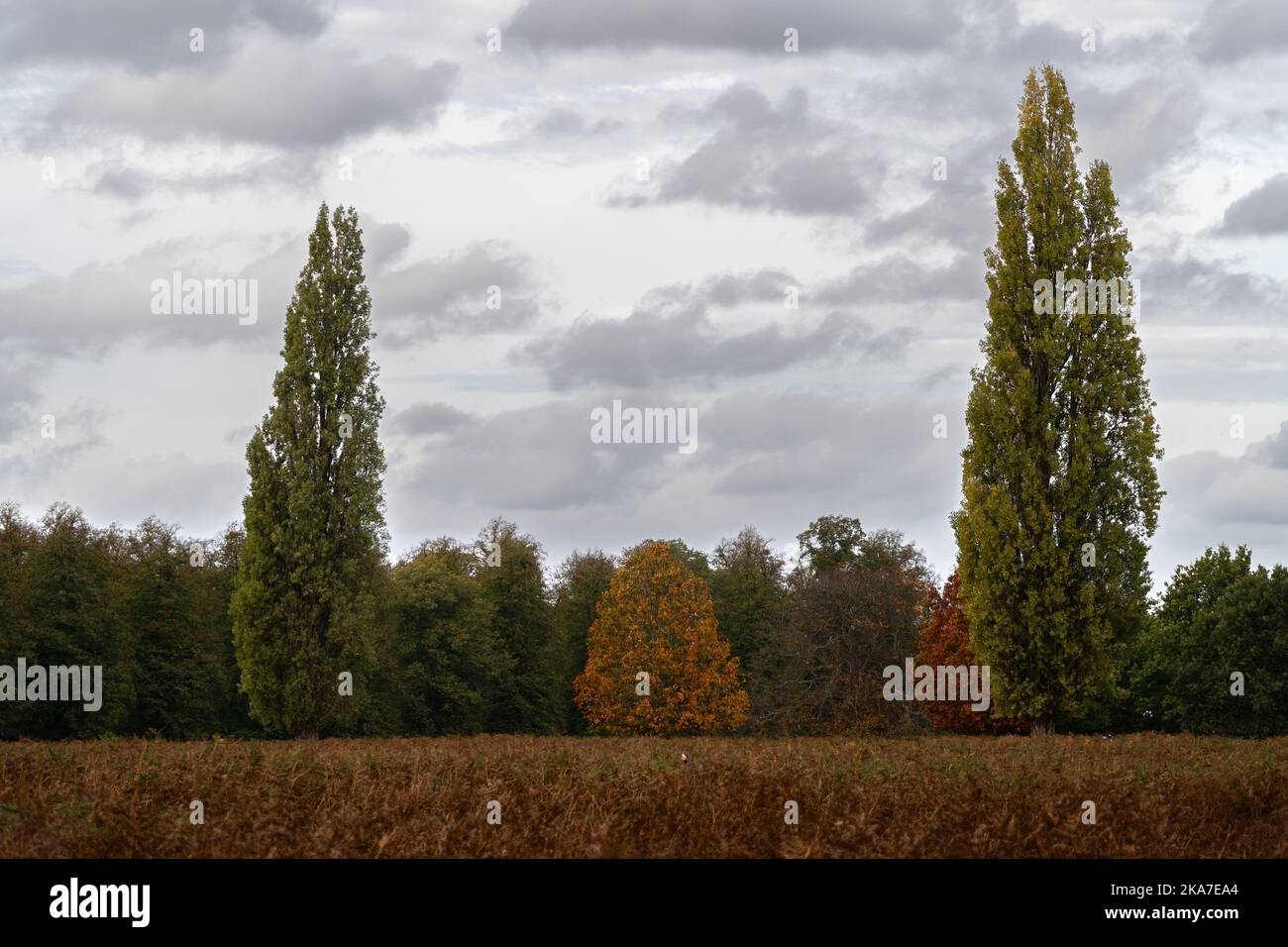 Bushey trees hi-res stock photography and images - Alamy