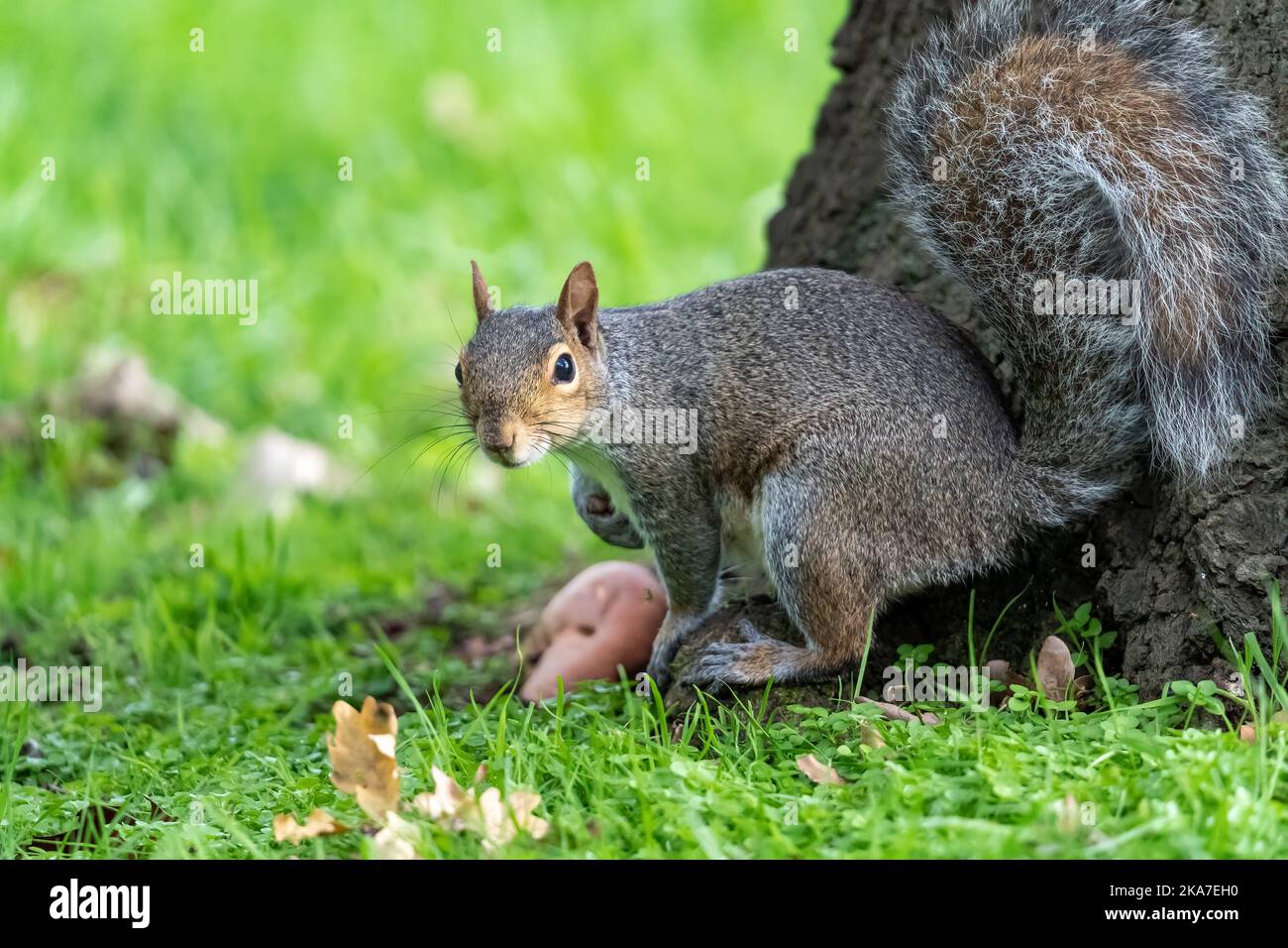 Squirrel with acorn hi-res stock photography and images - Alamy