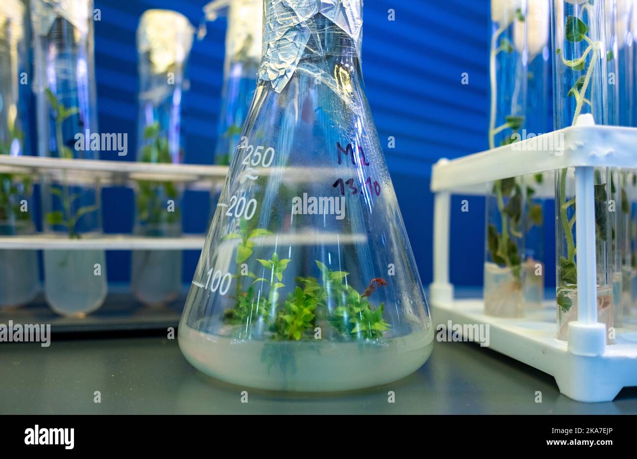 Gmo plant sprouts science hi-res stock photography and images - Alamy