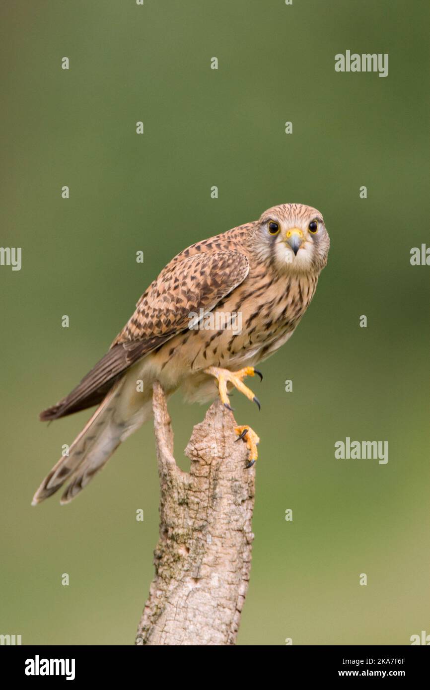 Vrouwtje Torenvalk in zit; Female Common Kestrel perched Stock Photo ...