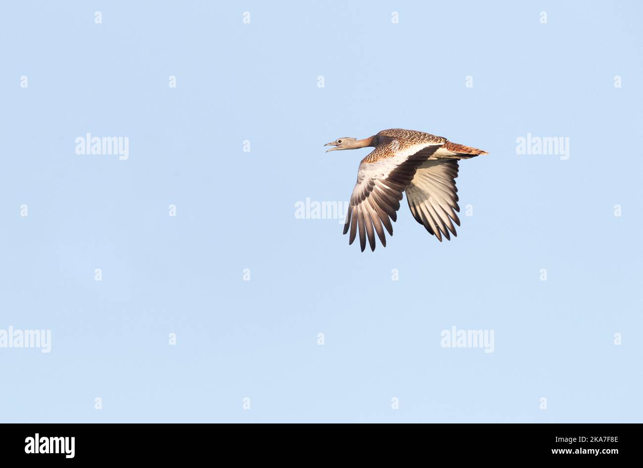 Great Bustard (Otis tarda) in flight over fields in Lagunas de ...