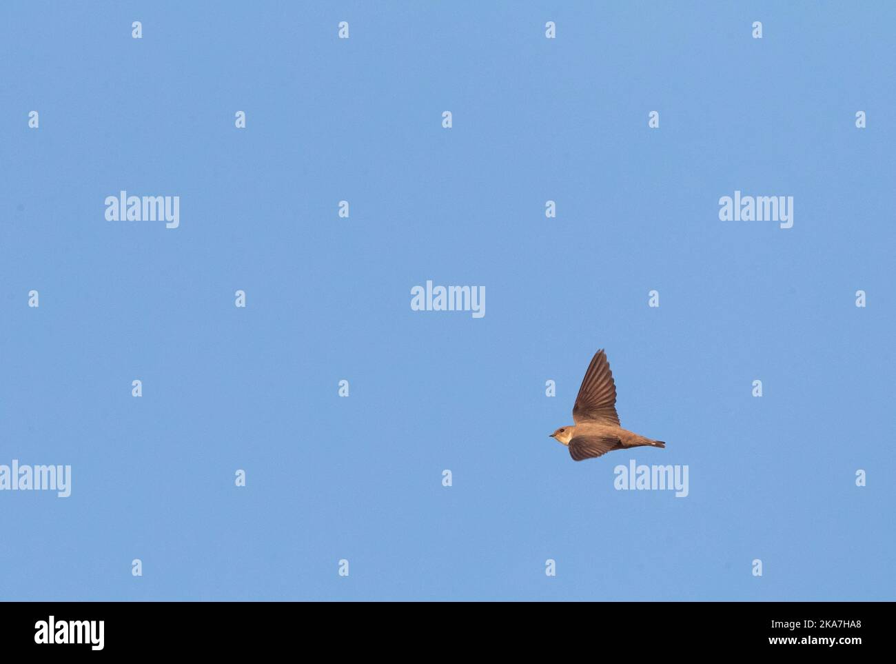 Eurasian Crag Martin (Ptyonoprogne rupestris) in flight against a blue ...