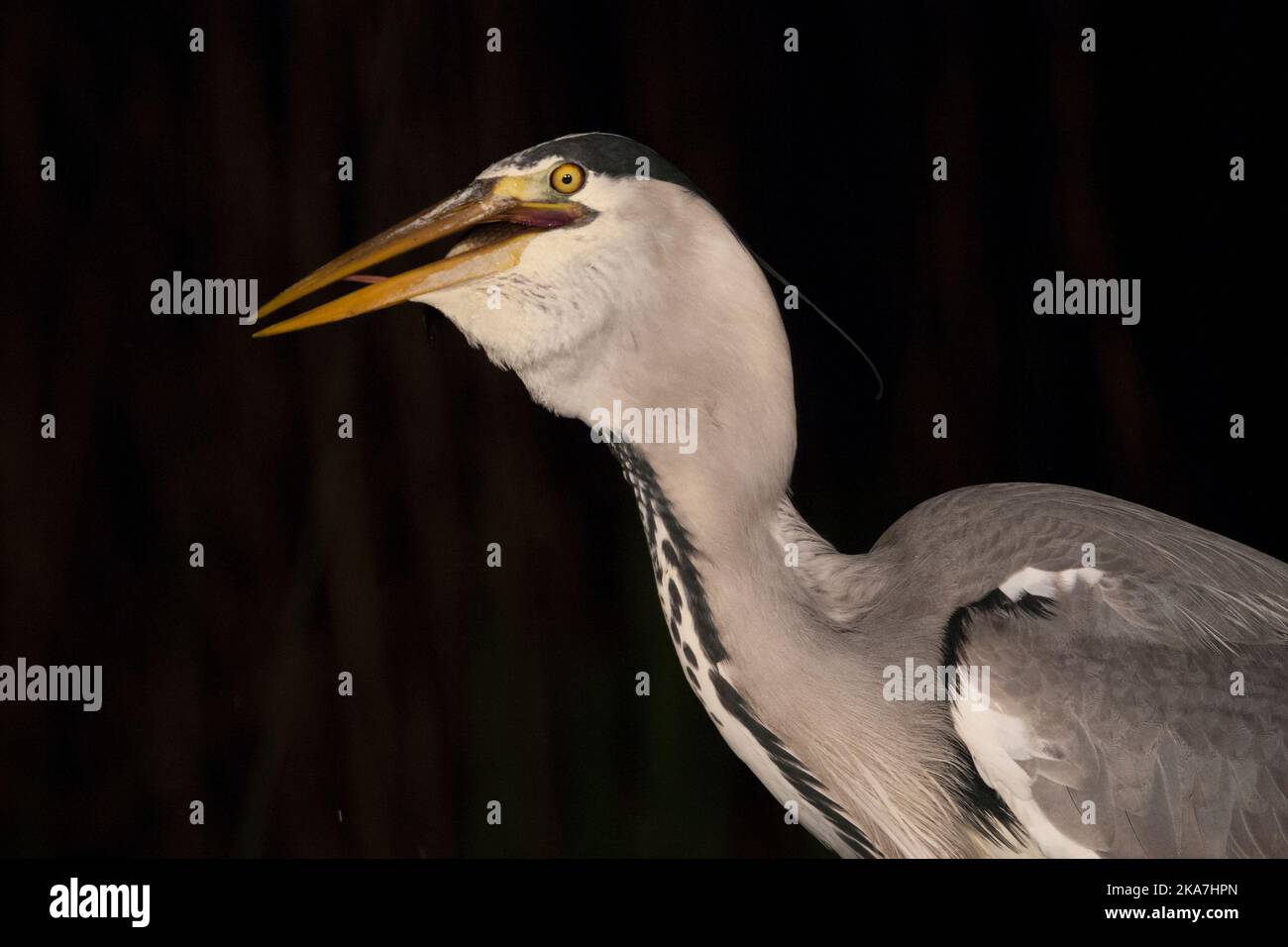 Blauwe Reiger met vis in bek; Grey Heron with fish in beak Stock Photo ...