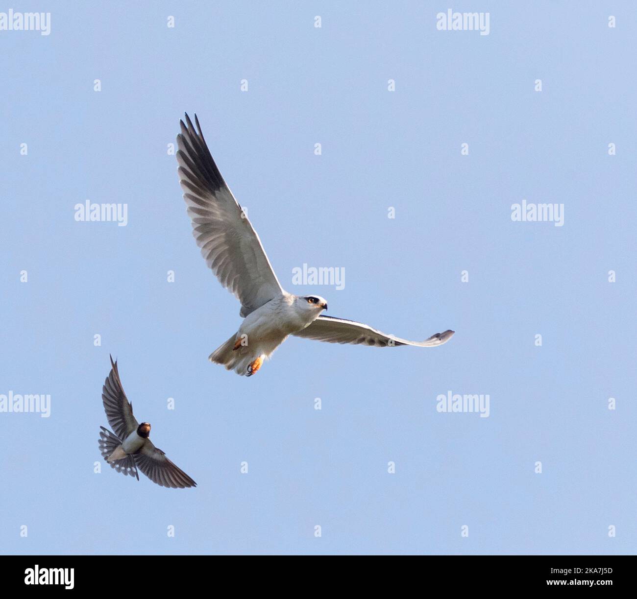 Immature Black-winged Kite (Elanus caeruleus) in flight, chased by Barn ...