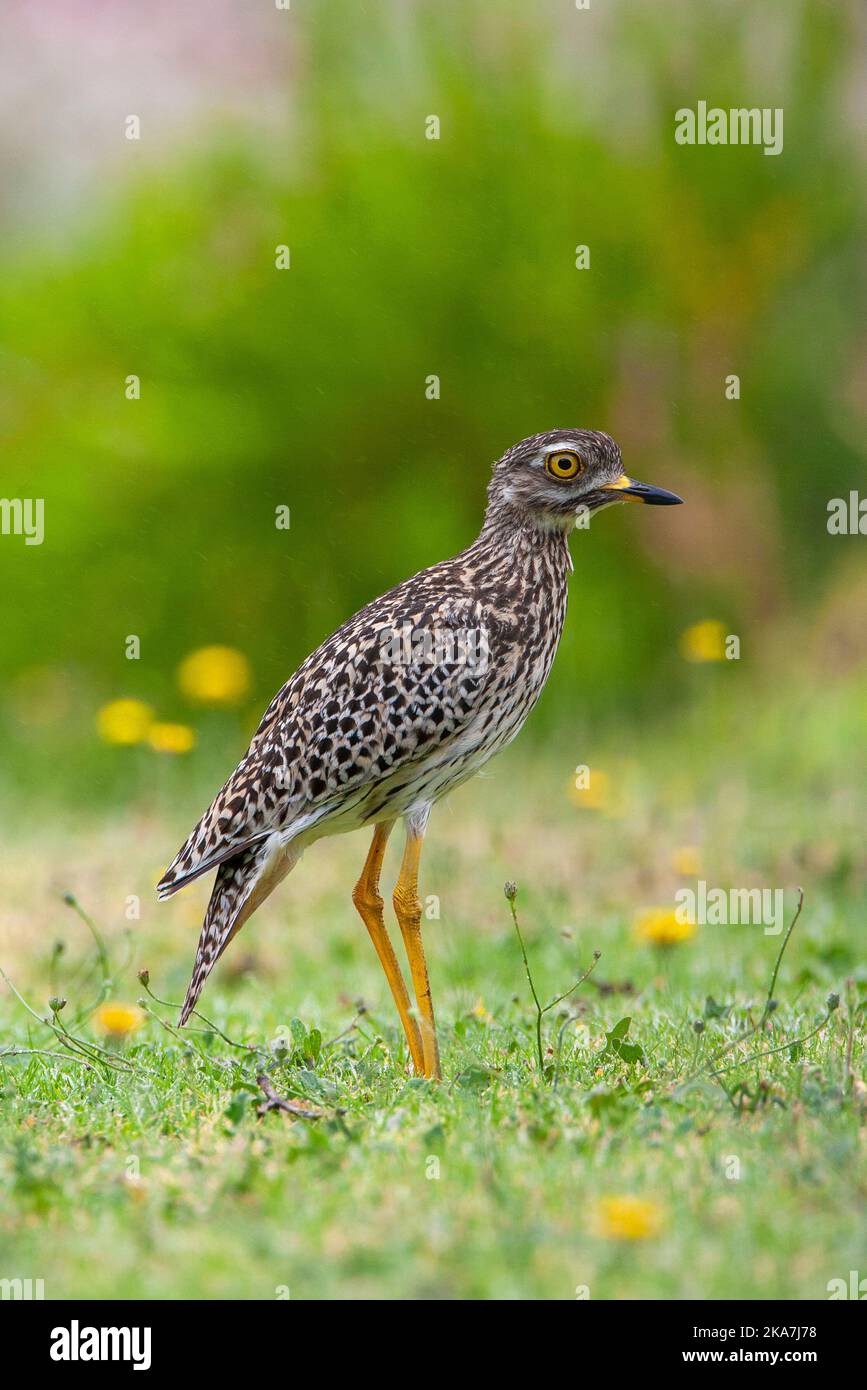 Spotted thick-knee (Burhinus capensis) walking in a garden in South ...