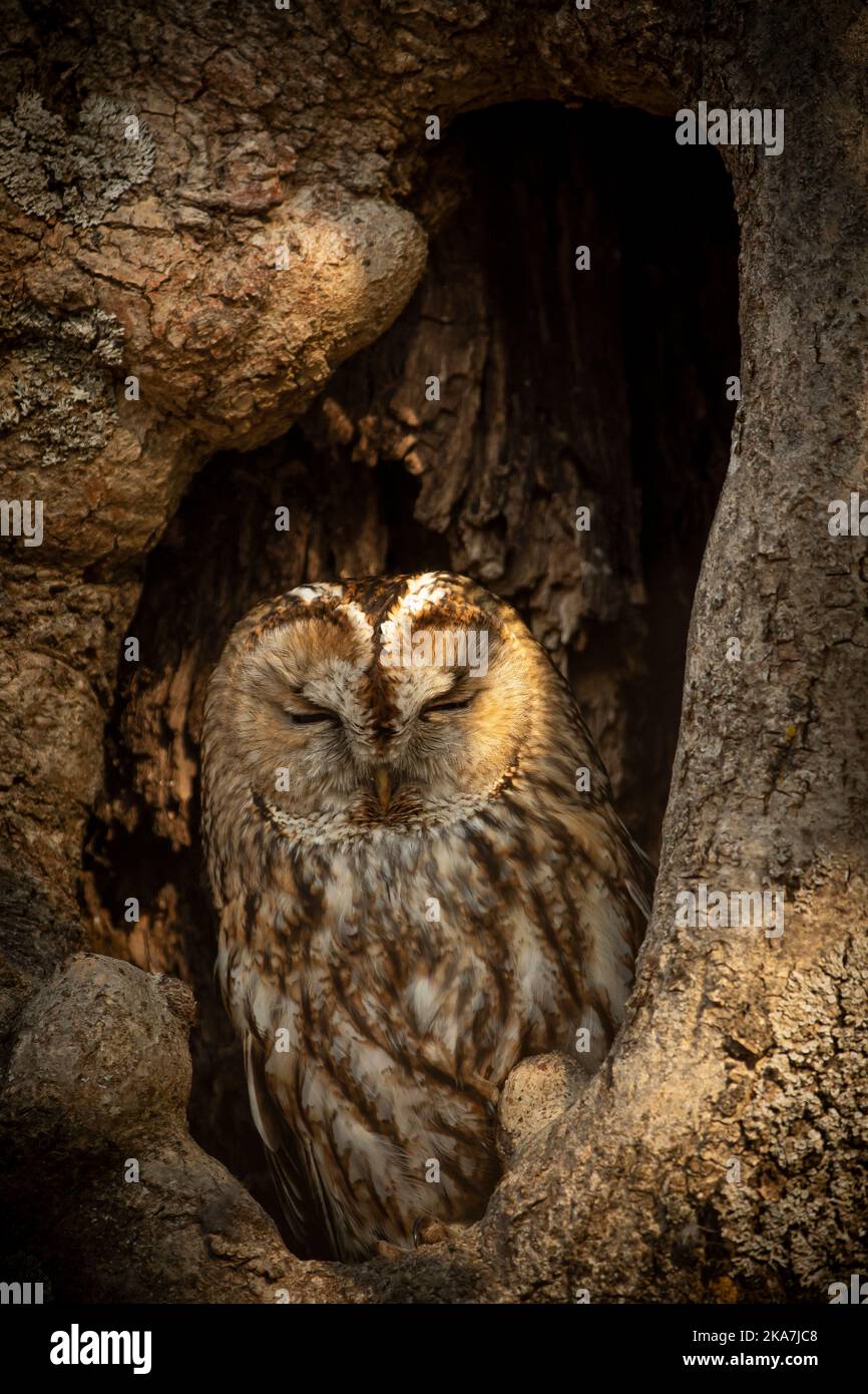 Tawny Owl (Strix aluco) sitting in a hole in a old tree, catching the ...