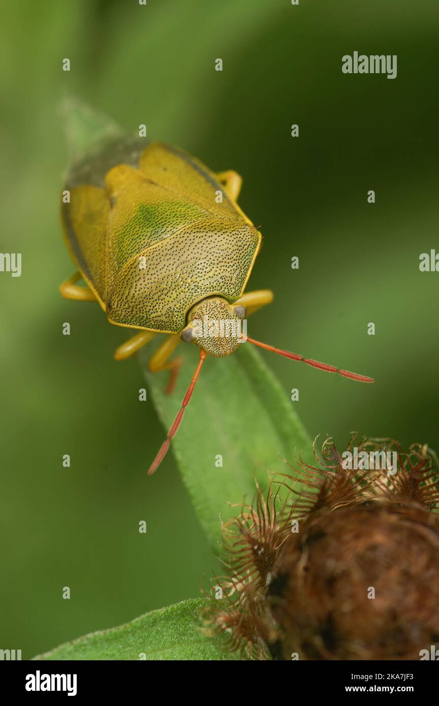 Detailed closeup on a colorful adult gorse shield bug,Piezodorus ...