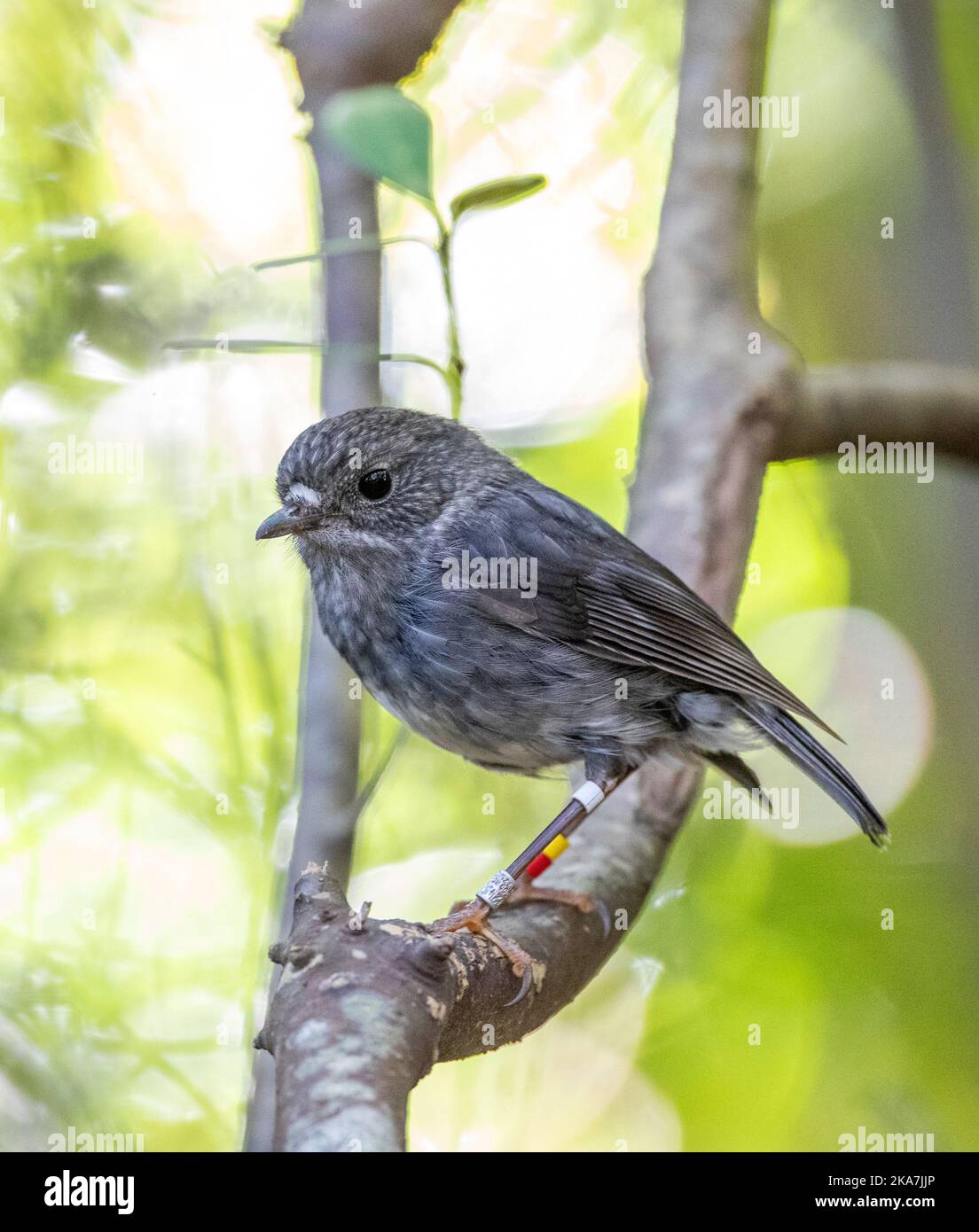 North Island Robin (Petroica longipes), an endemic species of New ...