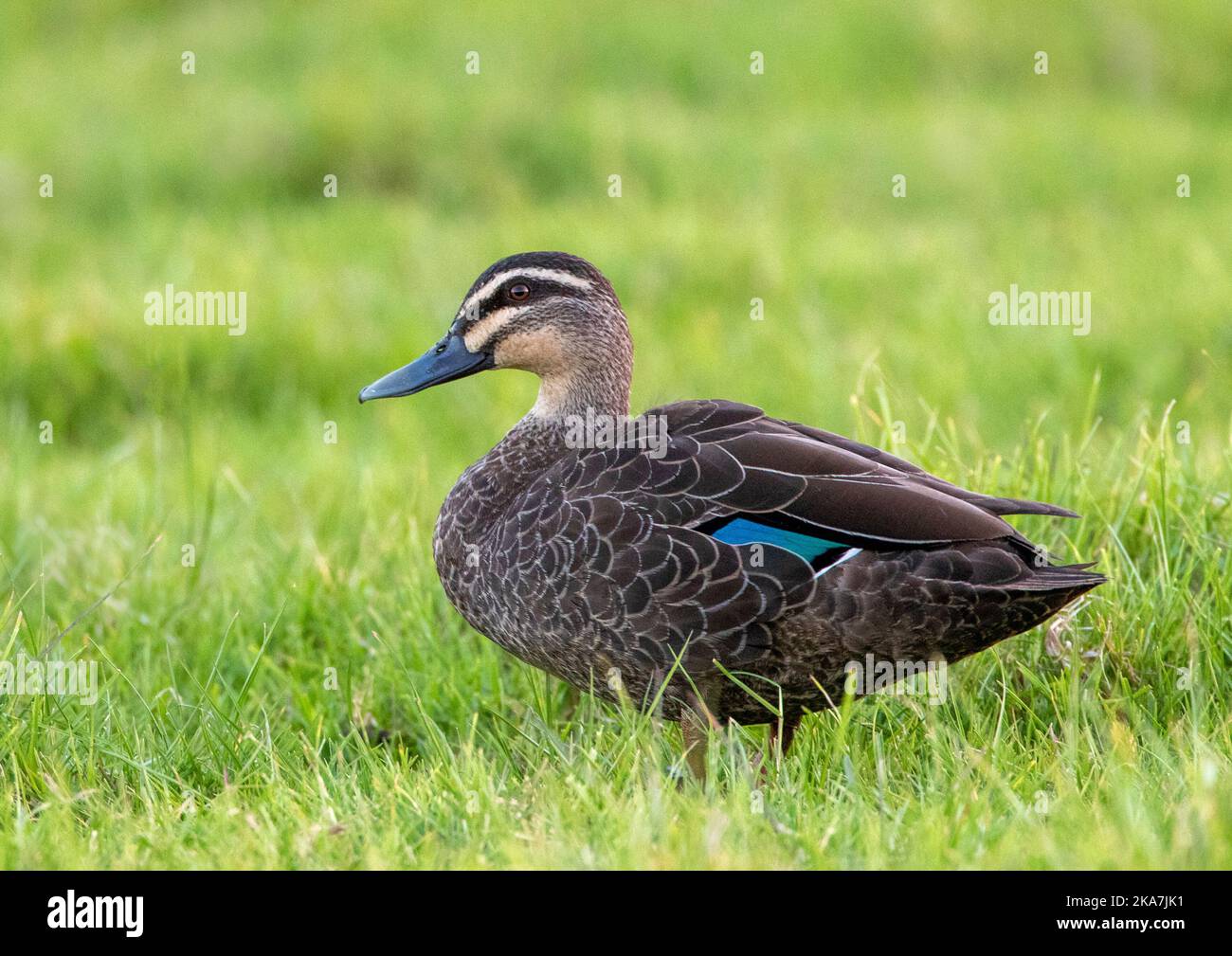 Pacific Black Duck (Anas superciliosa) in New Zealand. Also known as ...