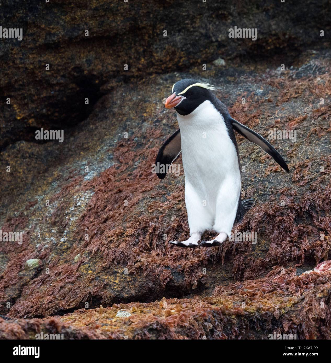 Rockhopper Penguin Jumping
