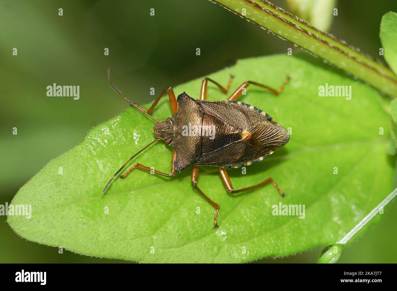 Natural closeup on an adult red-legged shieldbug, Pentatoma rufpies ...