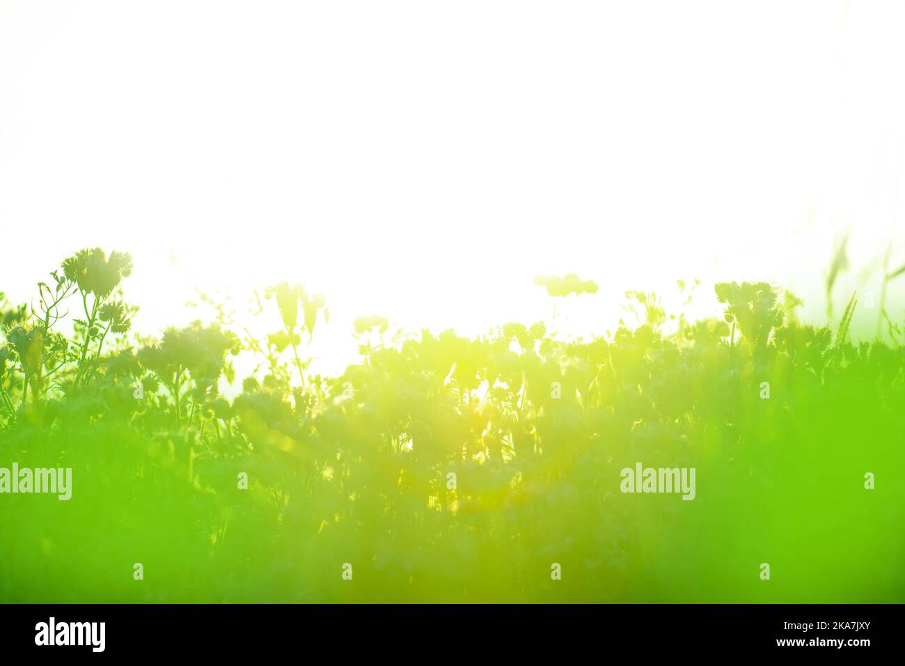 Natural spring bokeh illuminated background. Spring nature bokeh ...