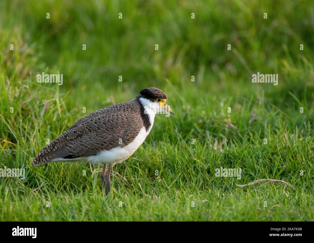 Immature Masked Lapwing (Vanellus miles novaehollandiae) in Tawharanui ...