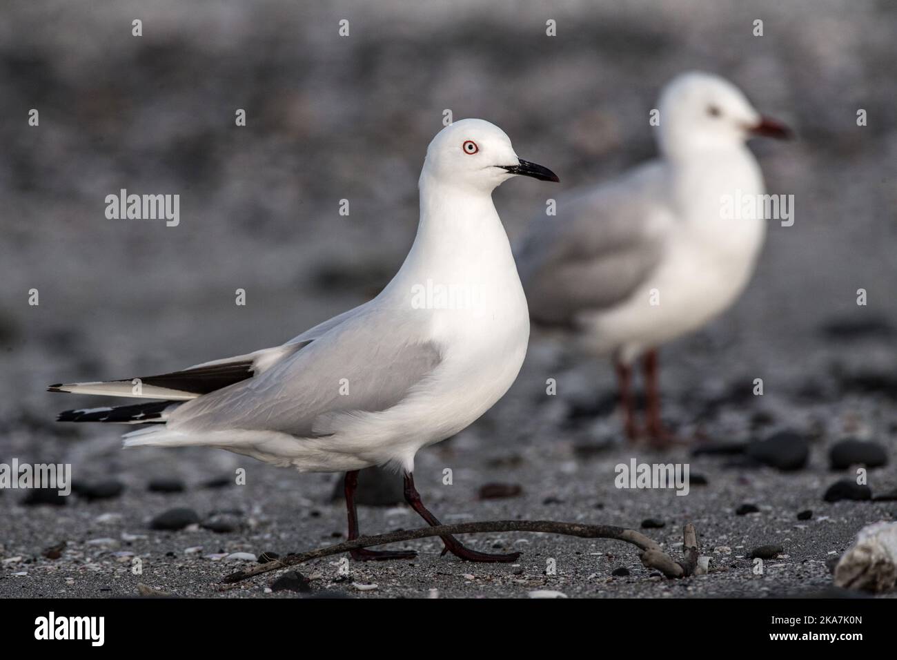 Black-billed Gull (Chroicocephalus bulleri) at Miranda, North island ...