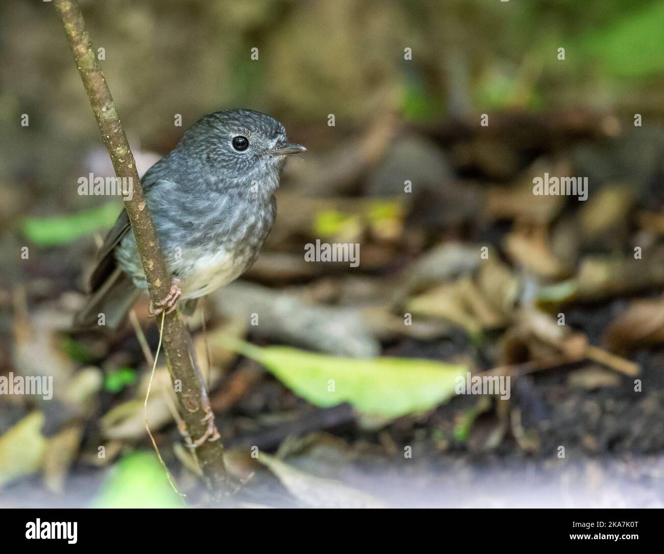North Island Robin (Petroica longipes), an endemic species of New ...