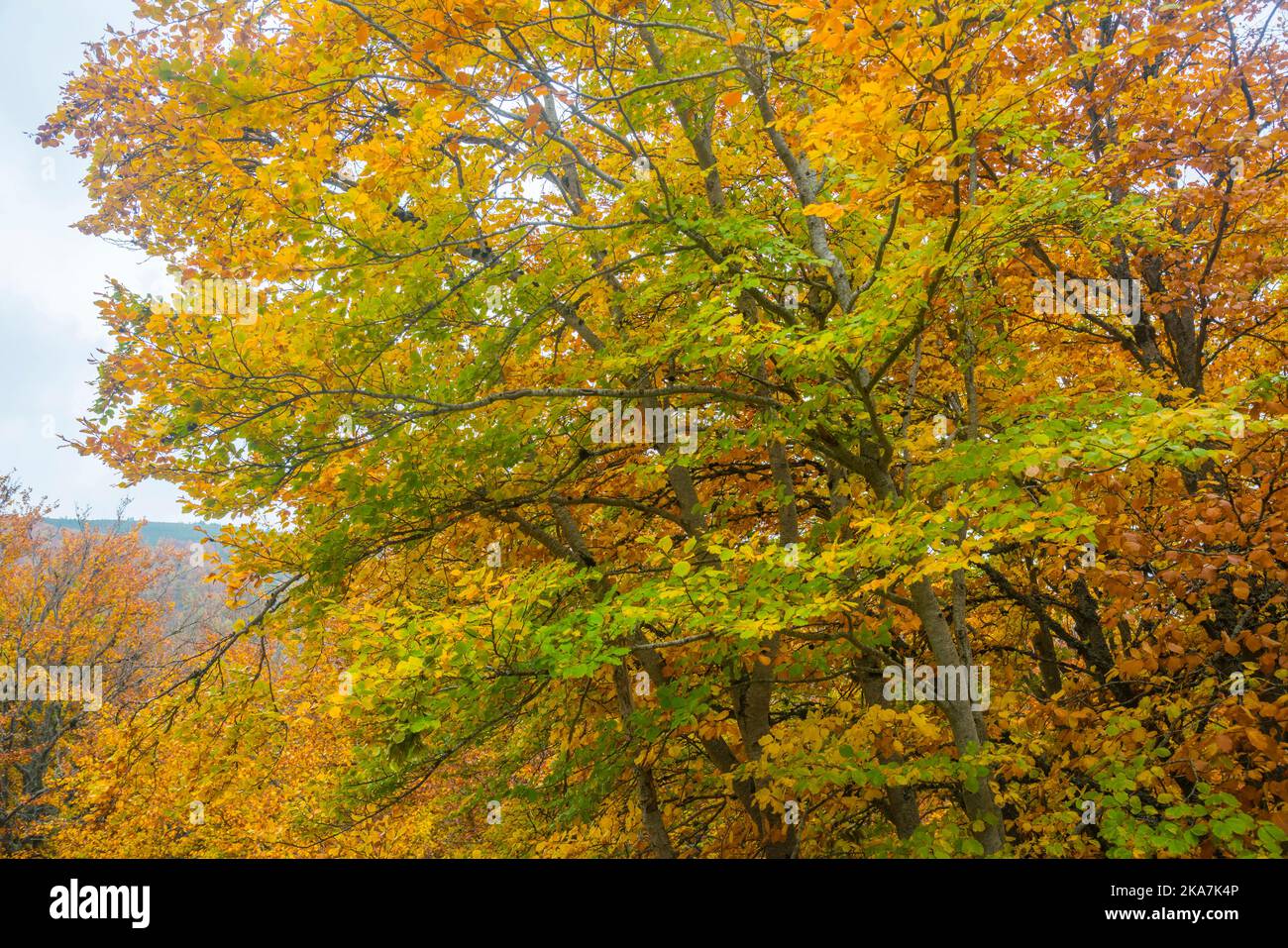 árbol león hi-res stock photography and images - Alamy