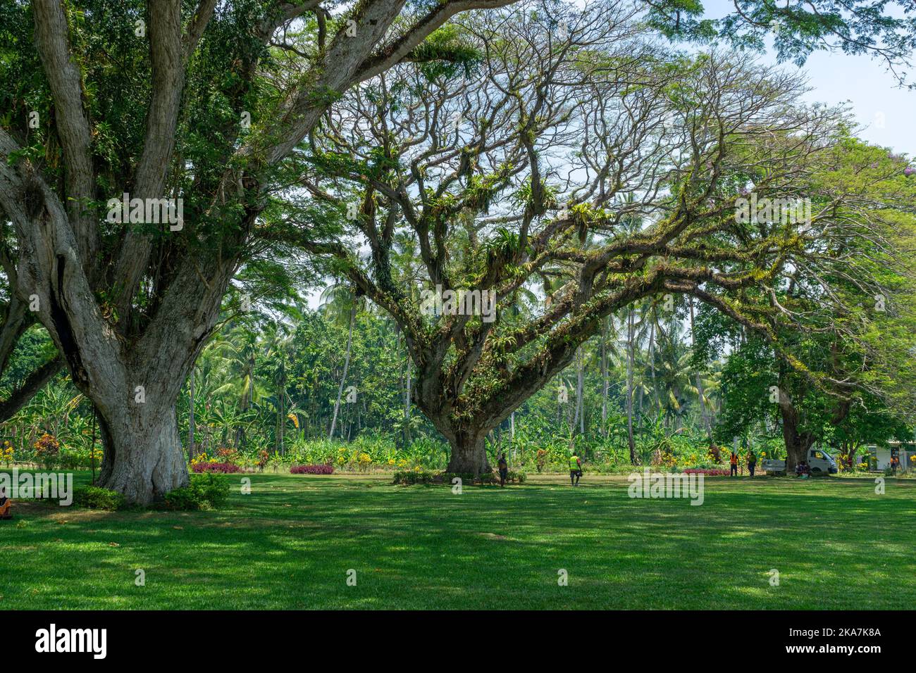 Rain trees guarding gates at Rabaul War Cemetery, Kokopo, Papua New ...